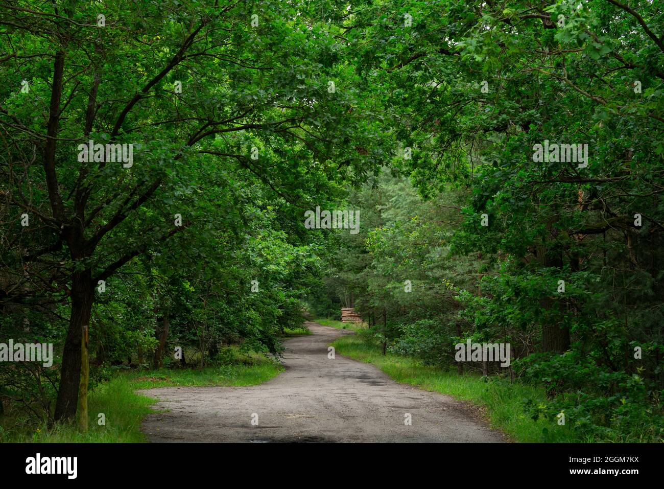 Sand forest path in a deciduous forest, oak trees along the way Stock ...