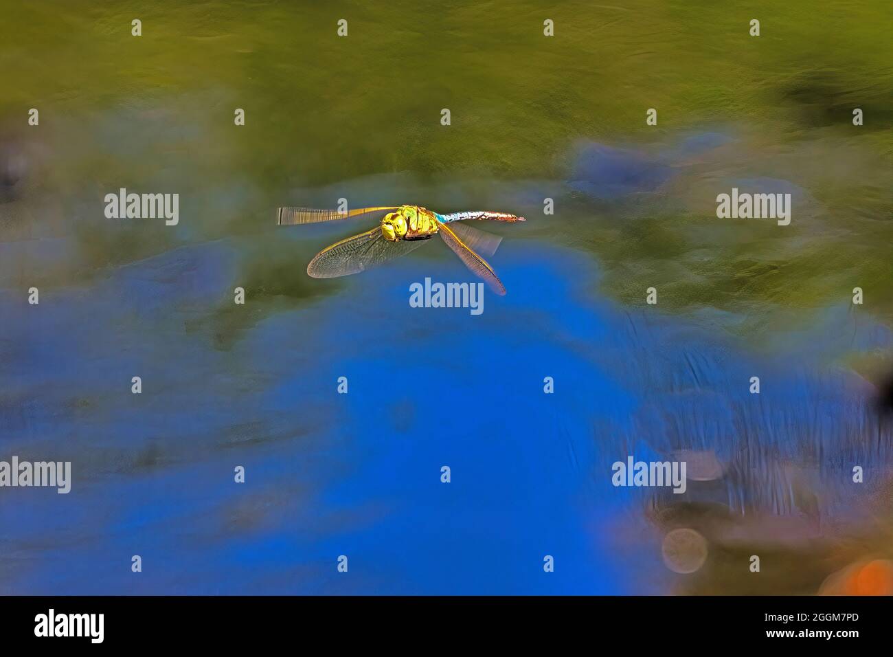 Close-up of a dragonfly hovering in midair Stock Photo - Alamy