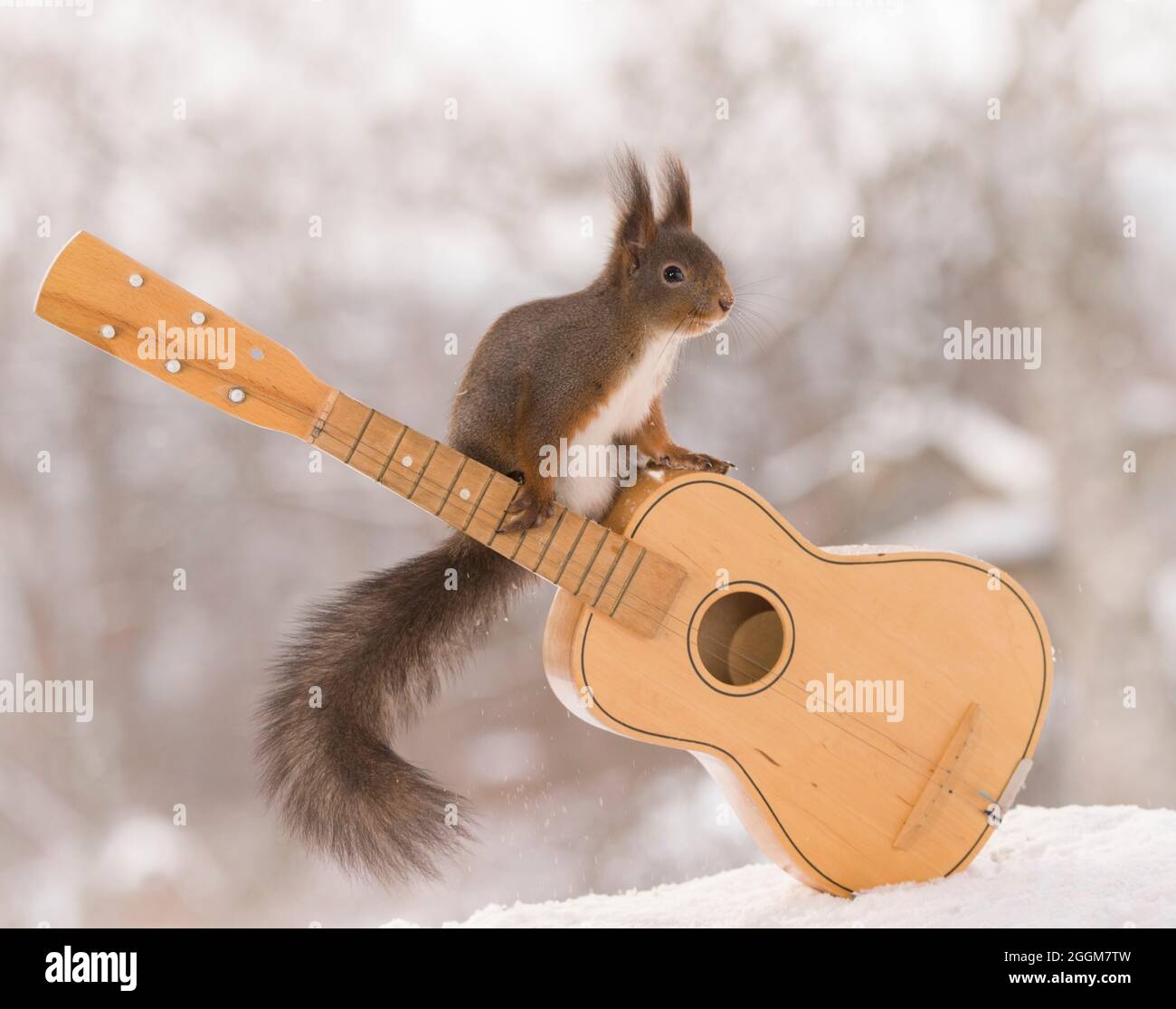 Squirrel with guitar hi-res stock photography and images - Alamy