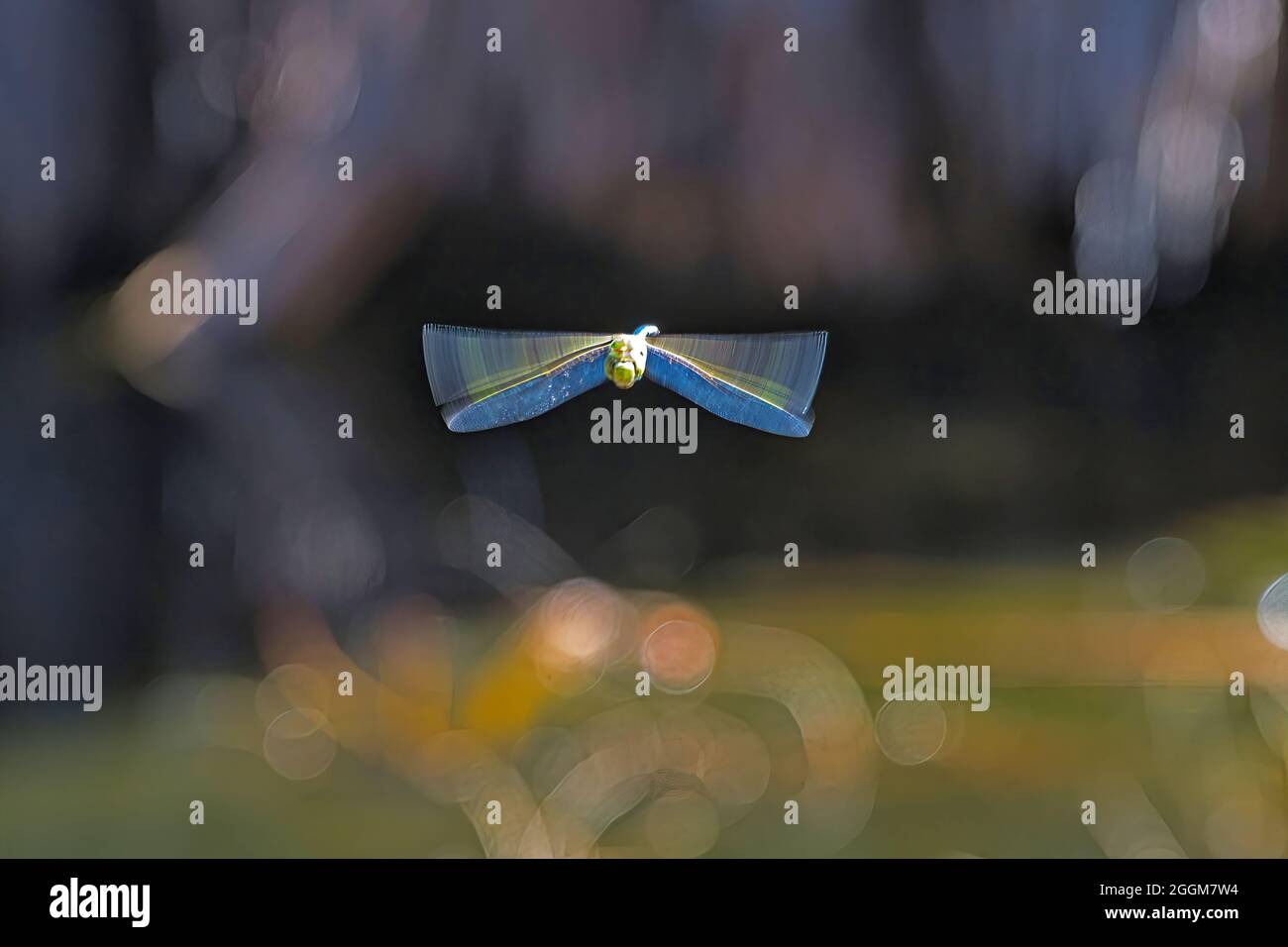 Wildlife photography dragonfly in flight hi-res stock photography and ...