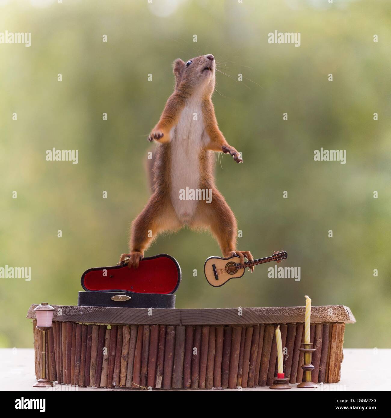 red squirrel stands in an split on an guitar Stock Photo - Alamy