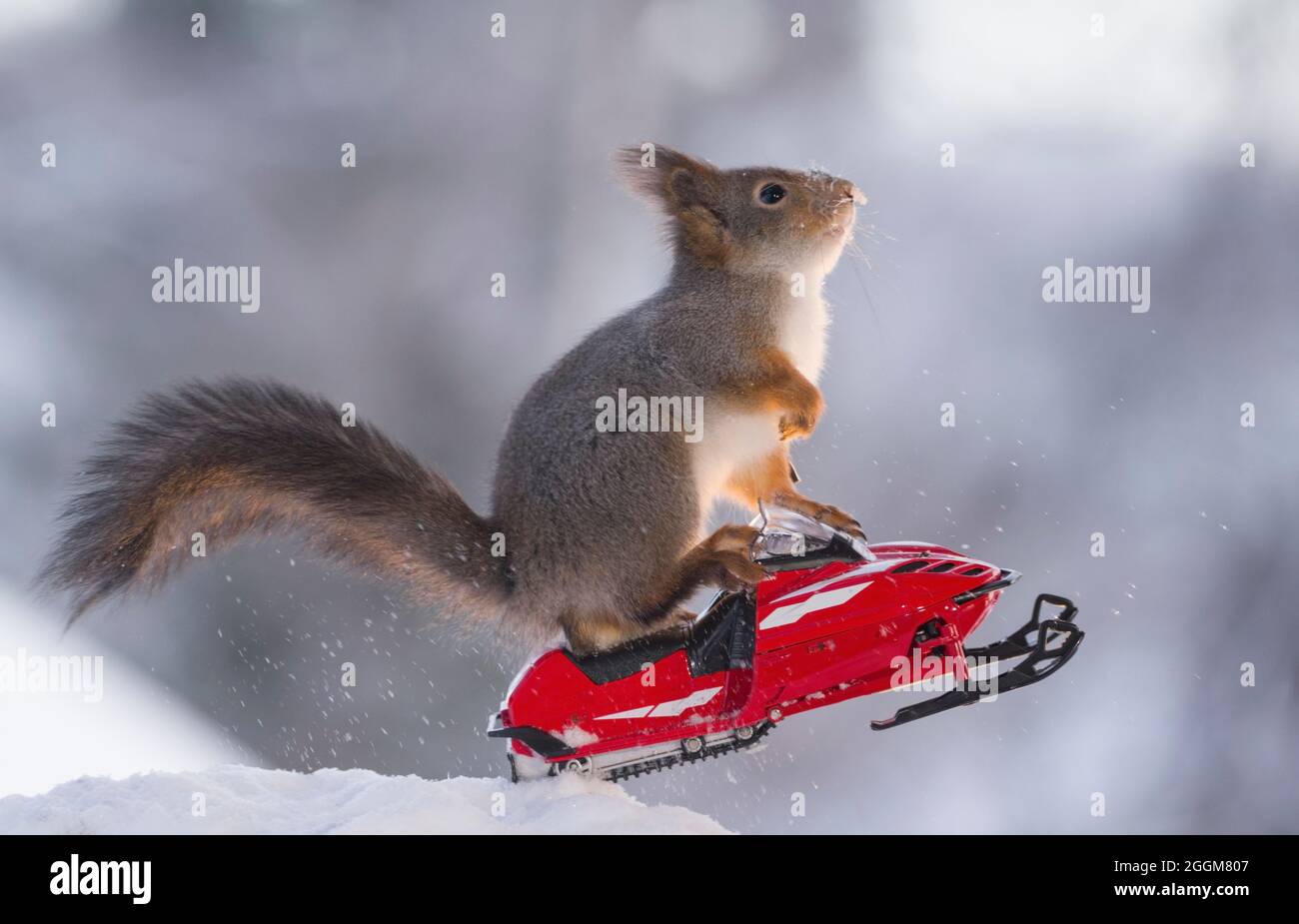 red squirrel is riding on a snowmobile Stock Photo - Alamy