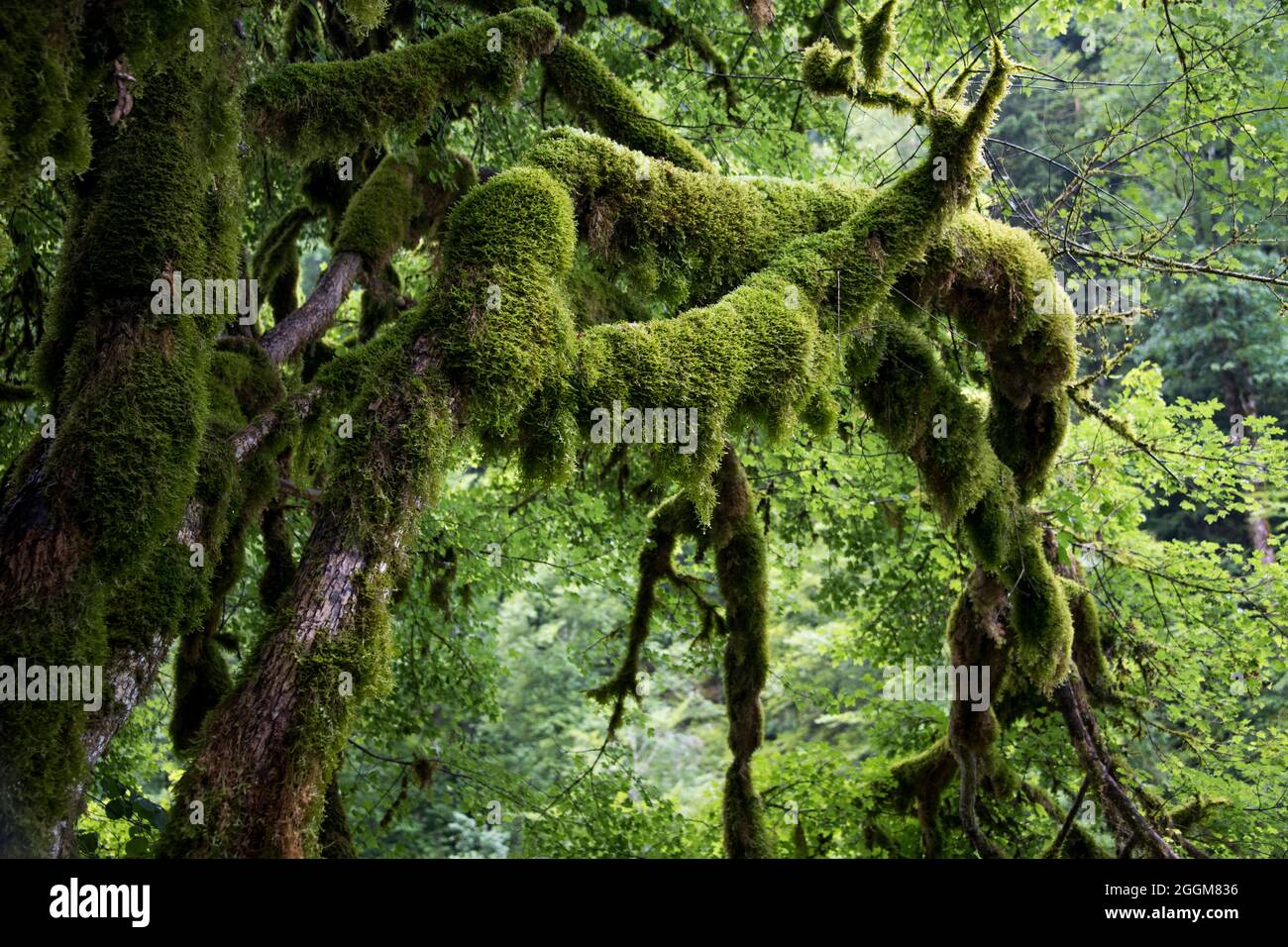 Trees landforms hi-res stock photography and images - Alamy