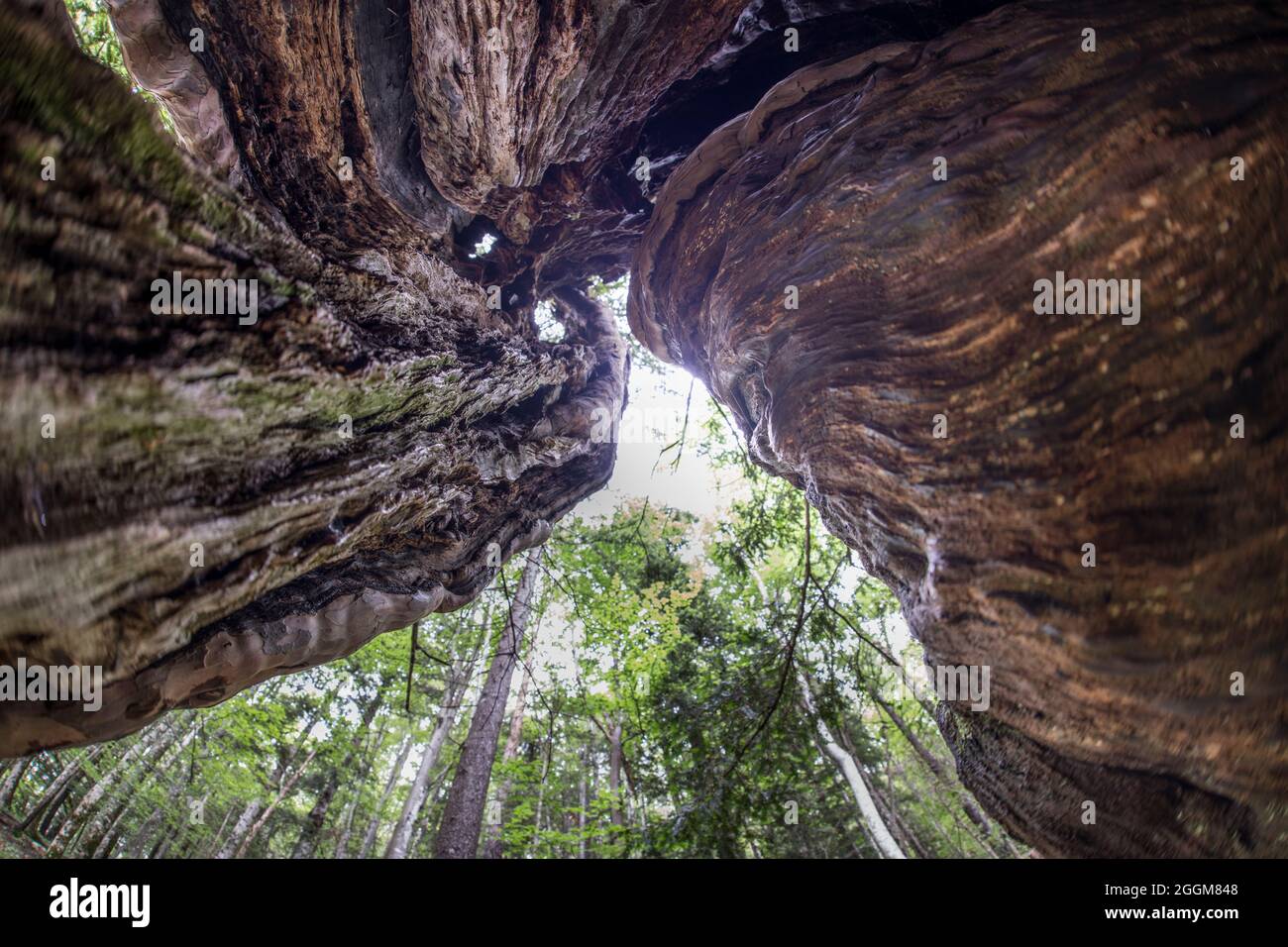 1500 year old yew tree Stock Photo - Alamy