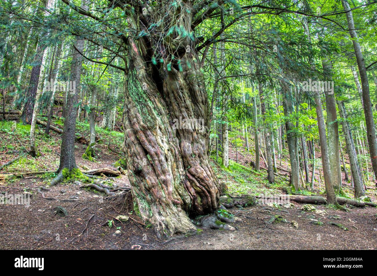 1500 year old yew tree Stock Photo - Alamy