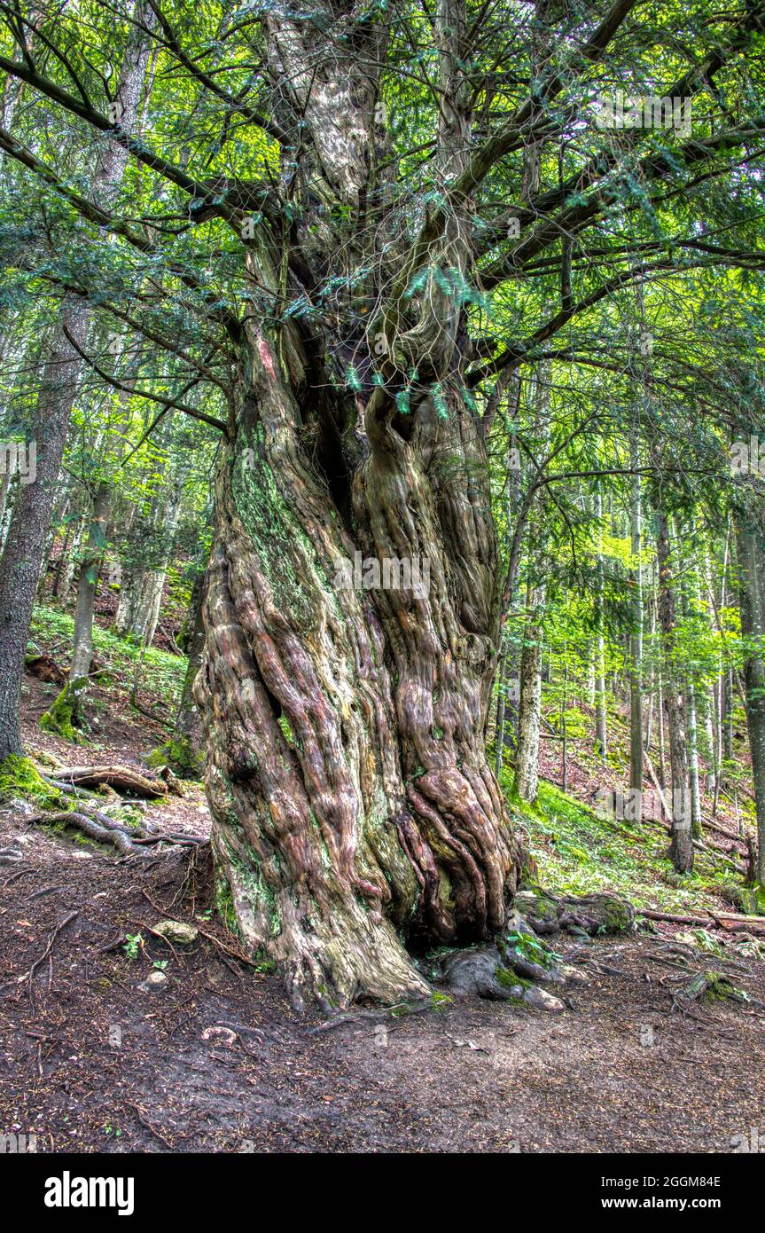 Yew tree forest hi-res stock photography and images - Alamy