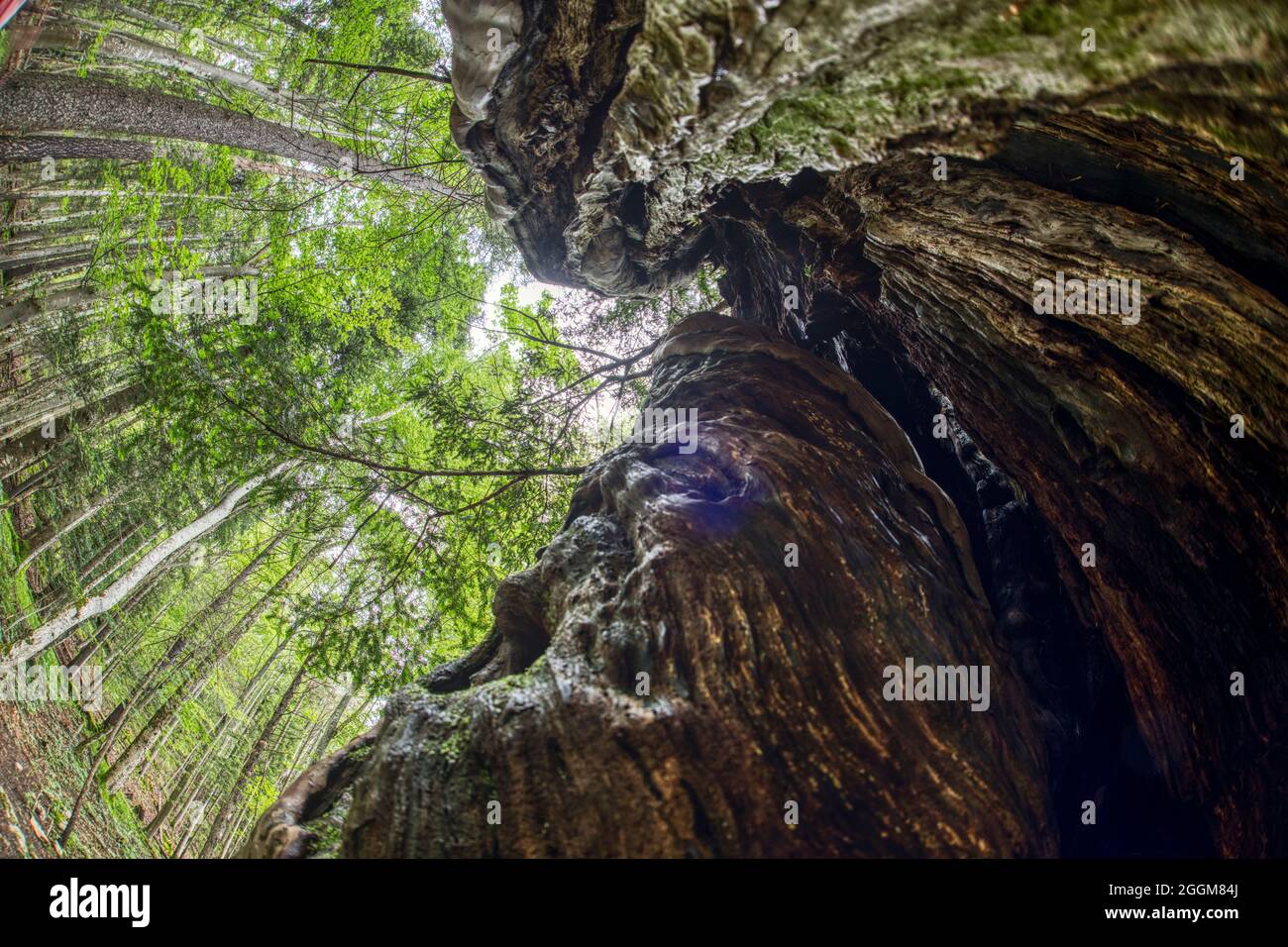 Yew tree forest hi-res stock photography and images - Alamy