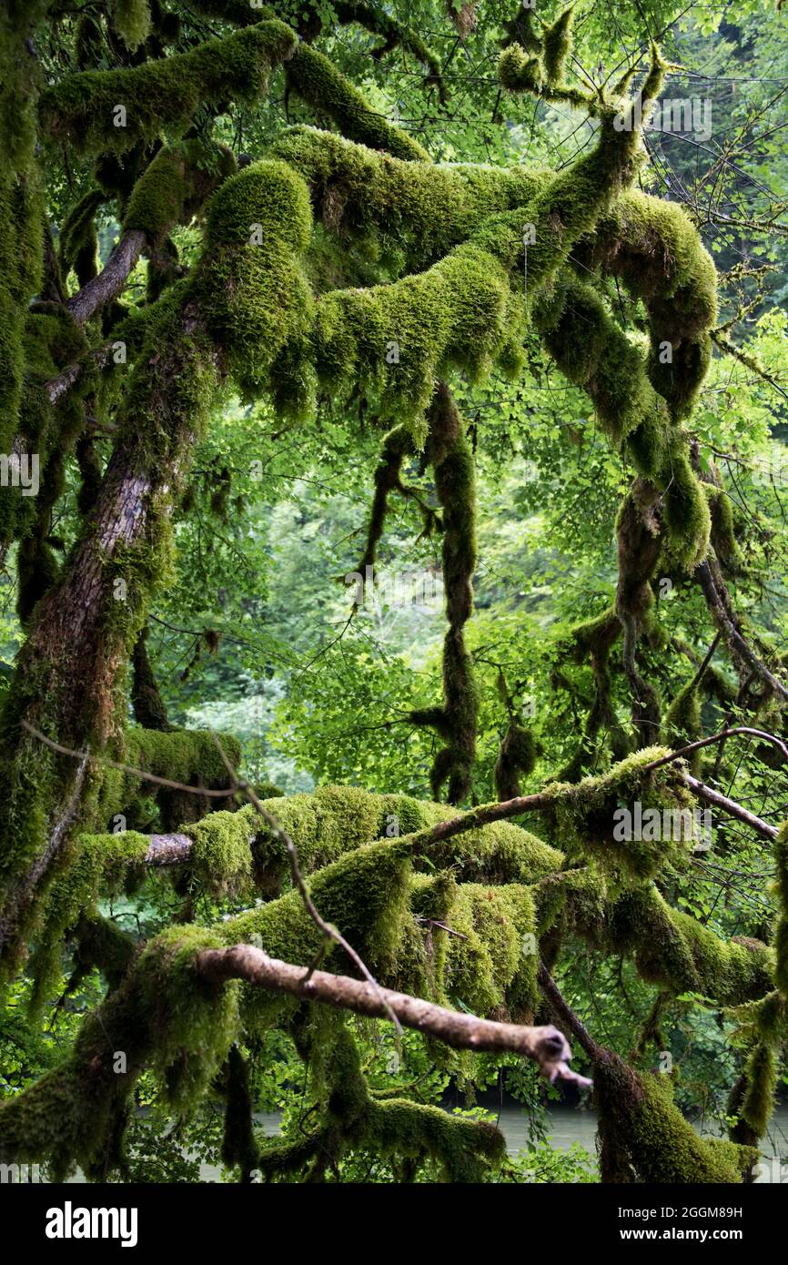 Trees landforms hi-res stock photography and images - Alamy