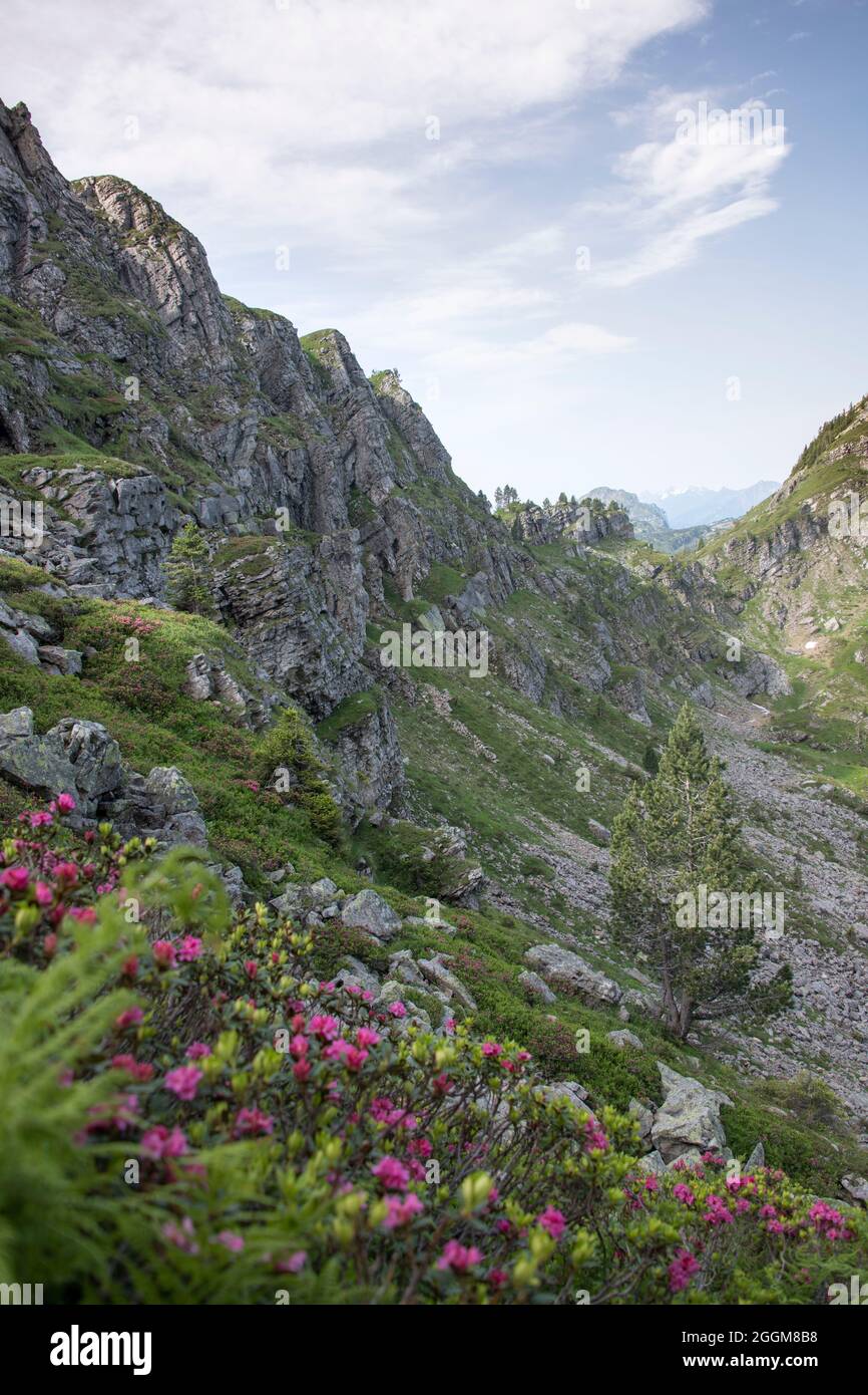 Alpine roses in the foothills of the Alps, Switzerland Stock Photo - Alamy