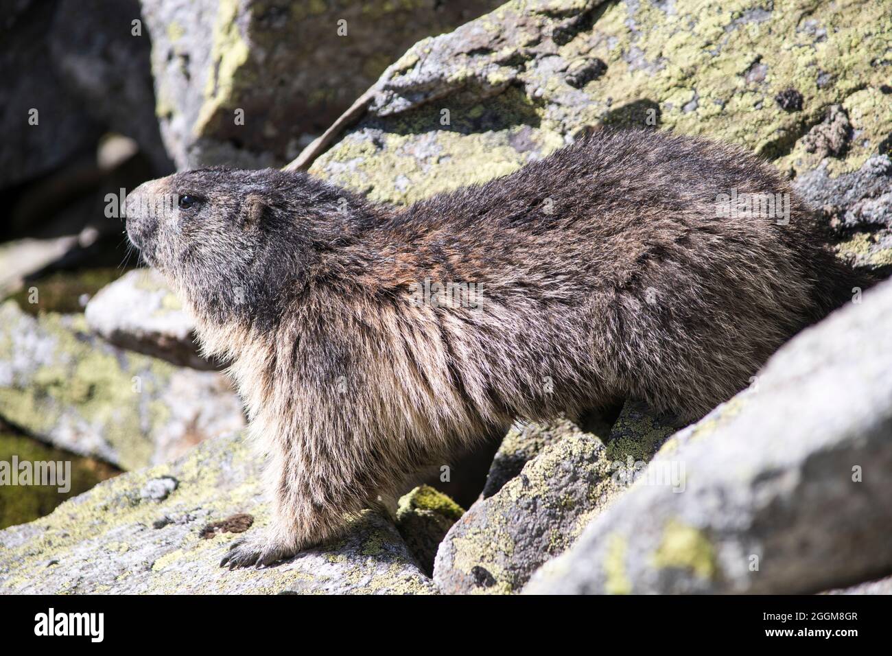 Marmot habitat hi-res stock photography and images - Alamy