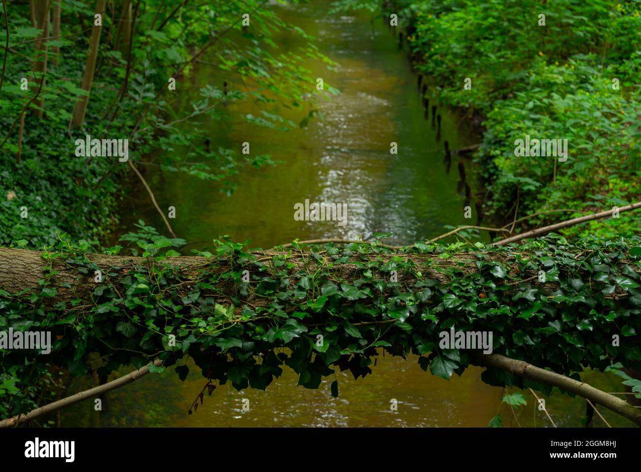 Dead overturned tree over a small river in the forest, tree trunk ...