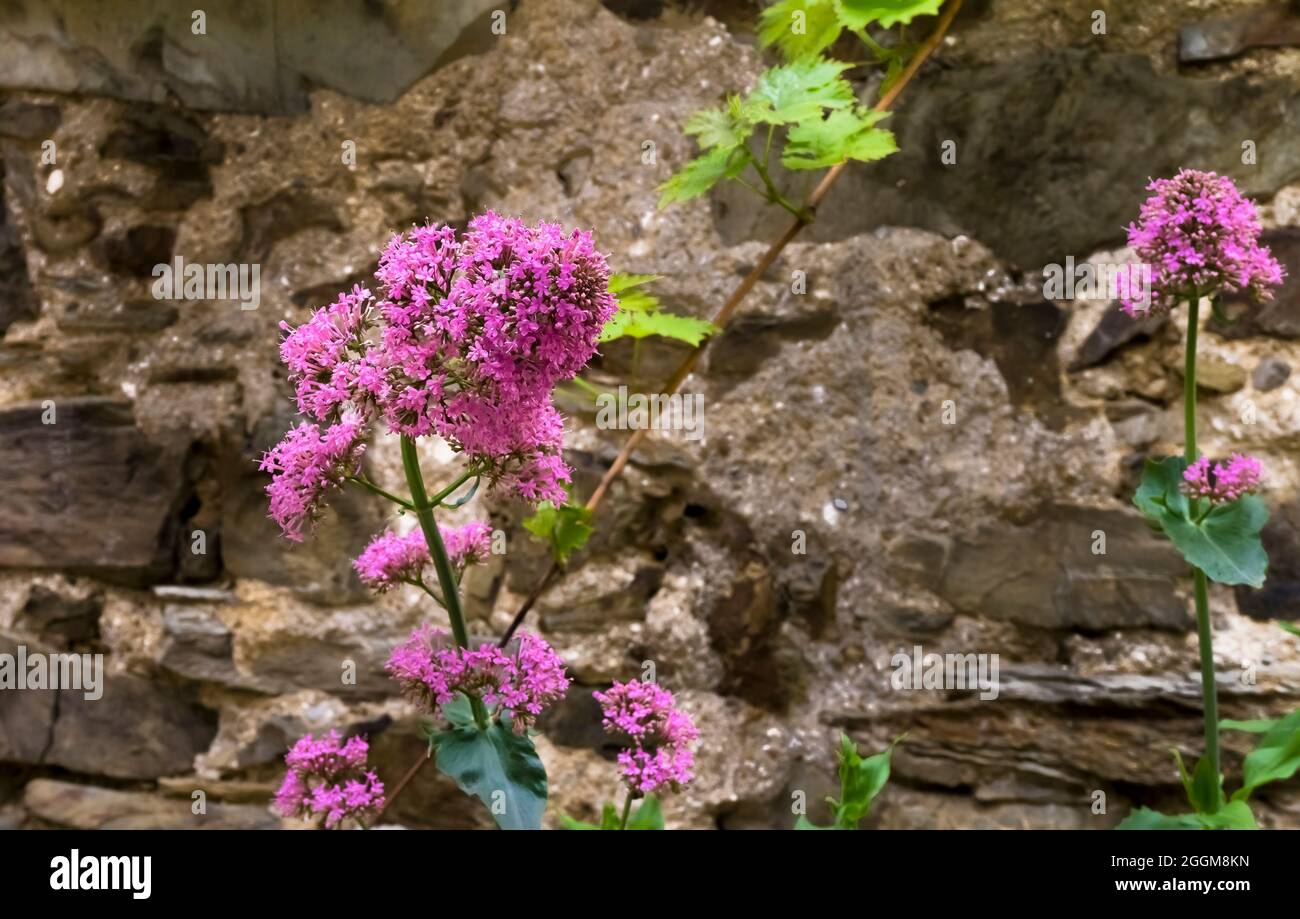 Red spurflower in Boule d'Amont Stock Photo - Alamy