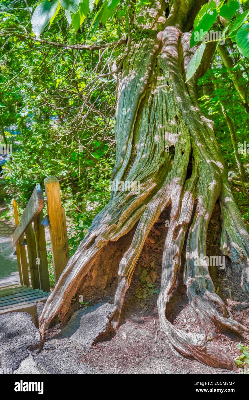 A gnarled tree trunk along the Cedar Creek Trail in Natural Bridge ...