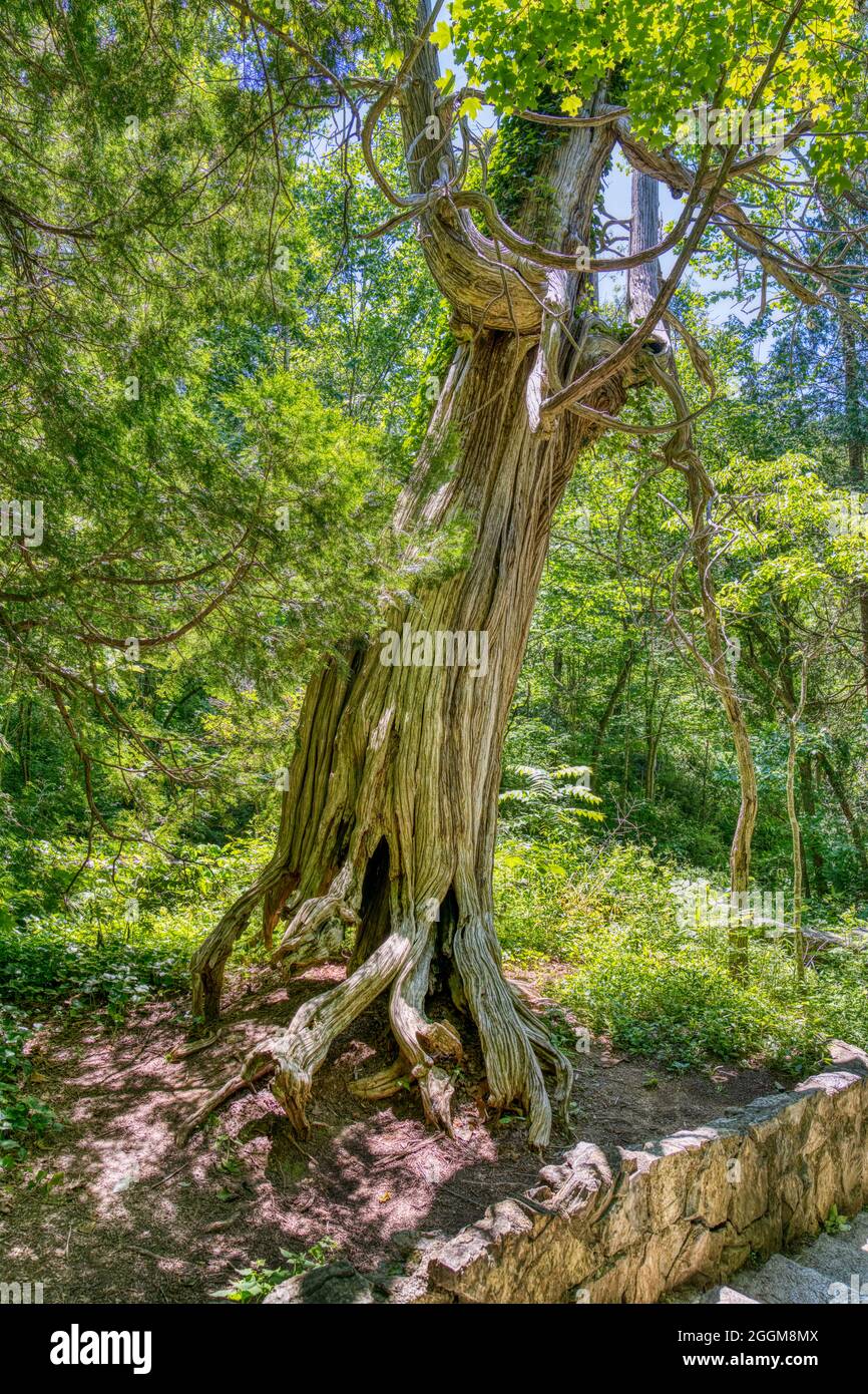 Cedar wood state hi-res stock photography and images - Alamy