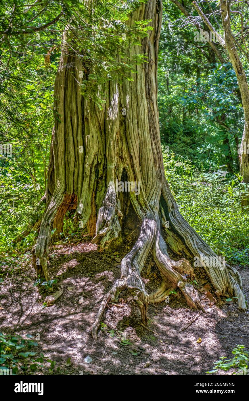 The trunk of an old gnarled tree along the Cedar Creek Trail in Natural ...