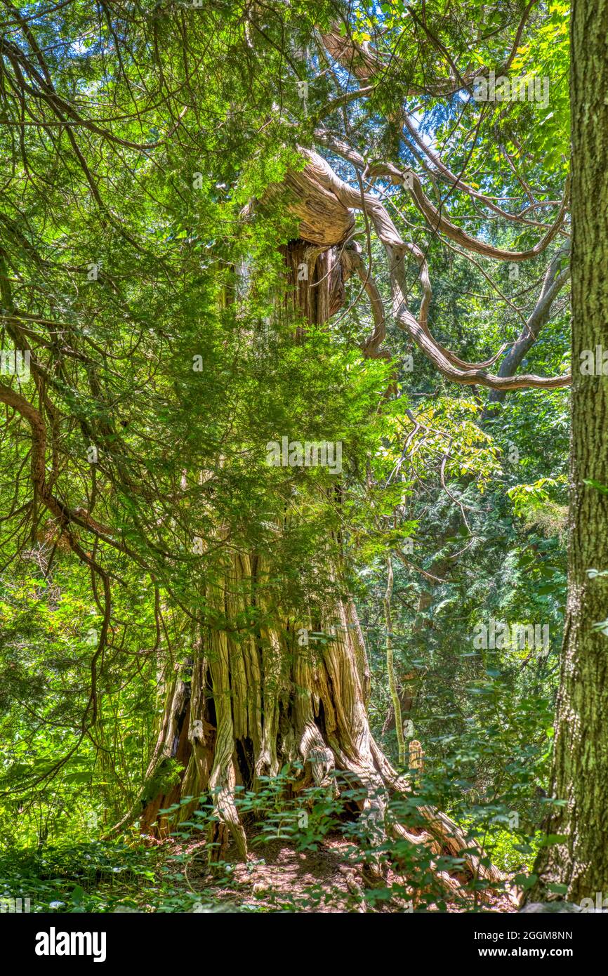 Cedar wood state hi-res stock photography and images - Alamy