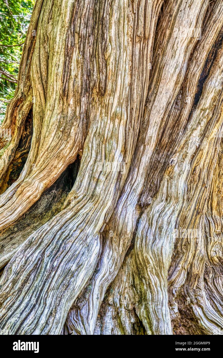 Gnarled cedar tree hi-res stock photography and images - Alamy