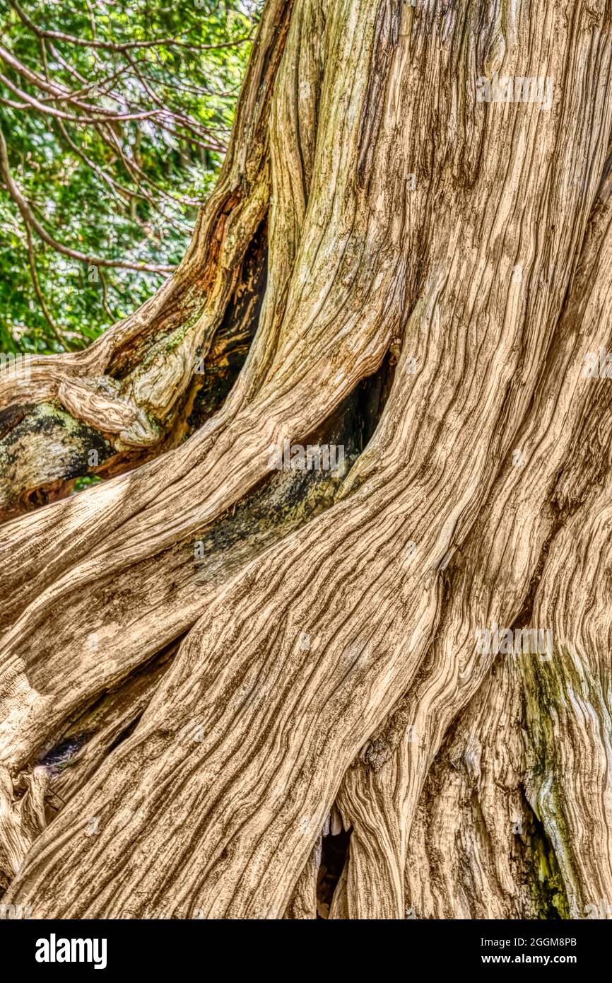 Detail of the wooden pattern formed by an old gnarled tree trunk along ...