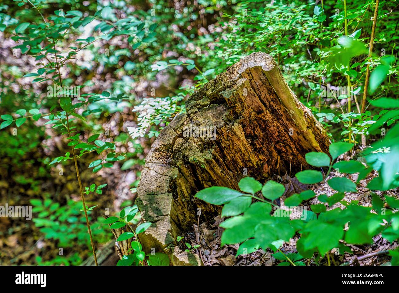 A decaying tree trunk in the undergrowth along the Cedar Creek Trail at ...
