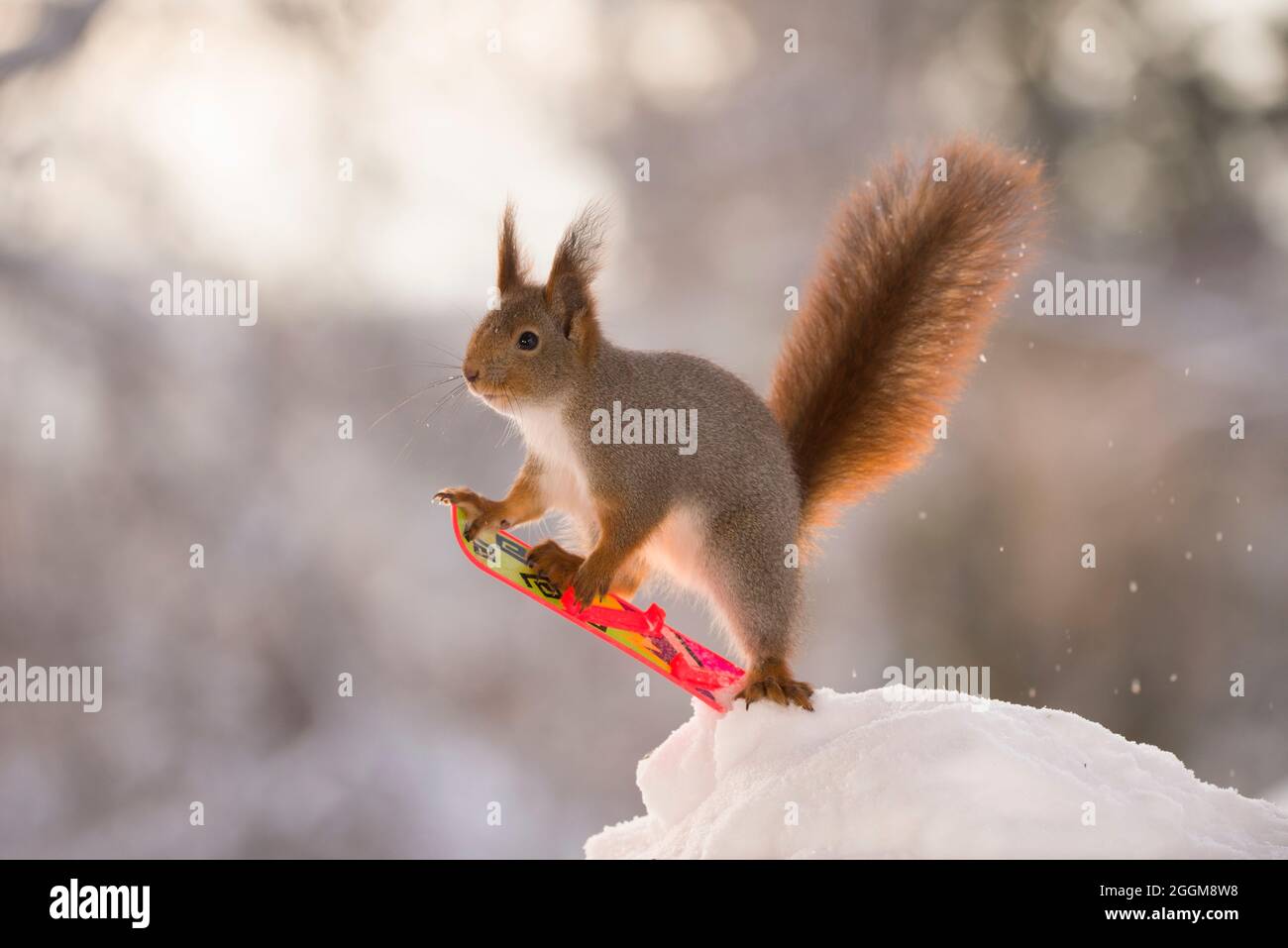 Squirrel tail hi-res stock photography and images - Alamy