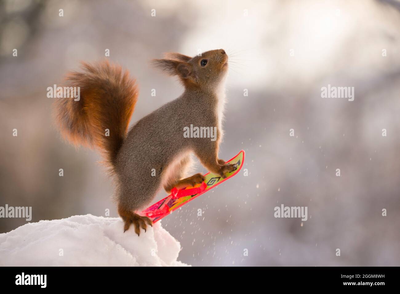 Snowboarding Squirrel
