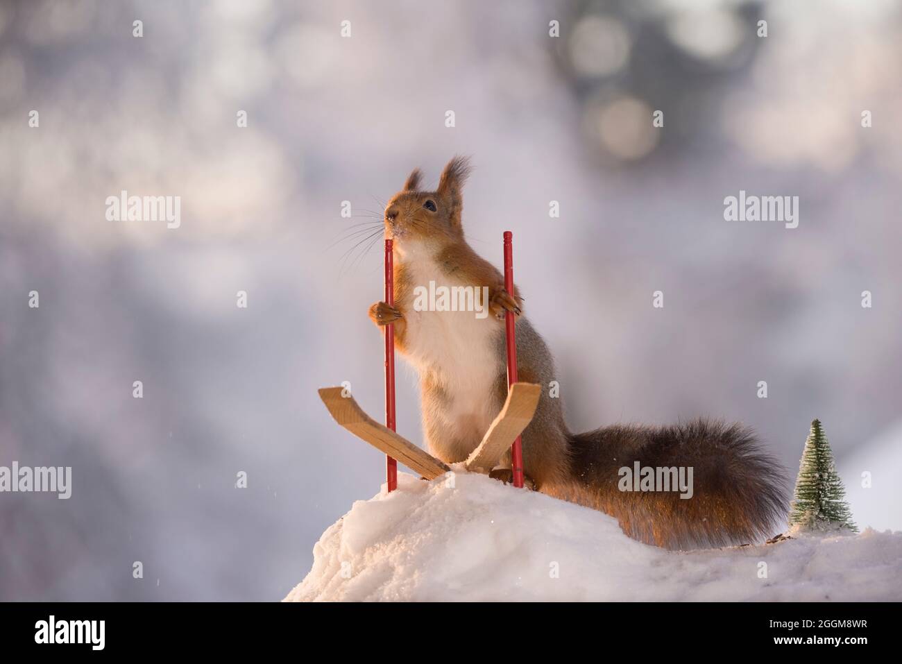 Ski rods hi-res stock photography and images - Alamy