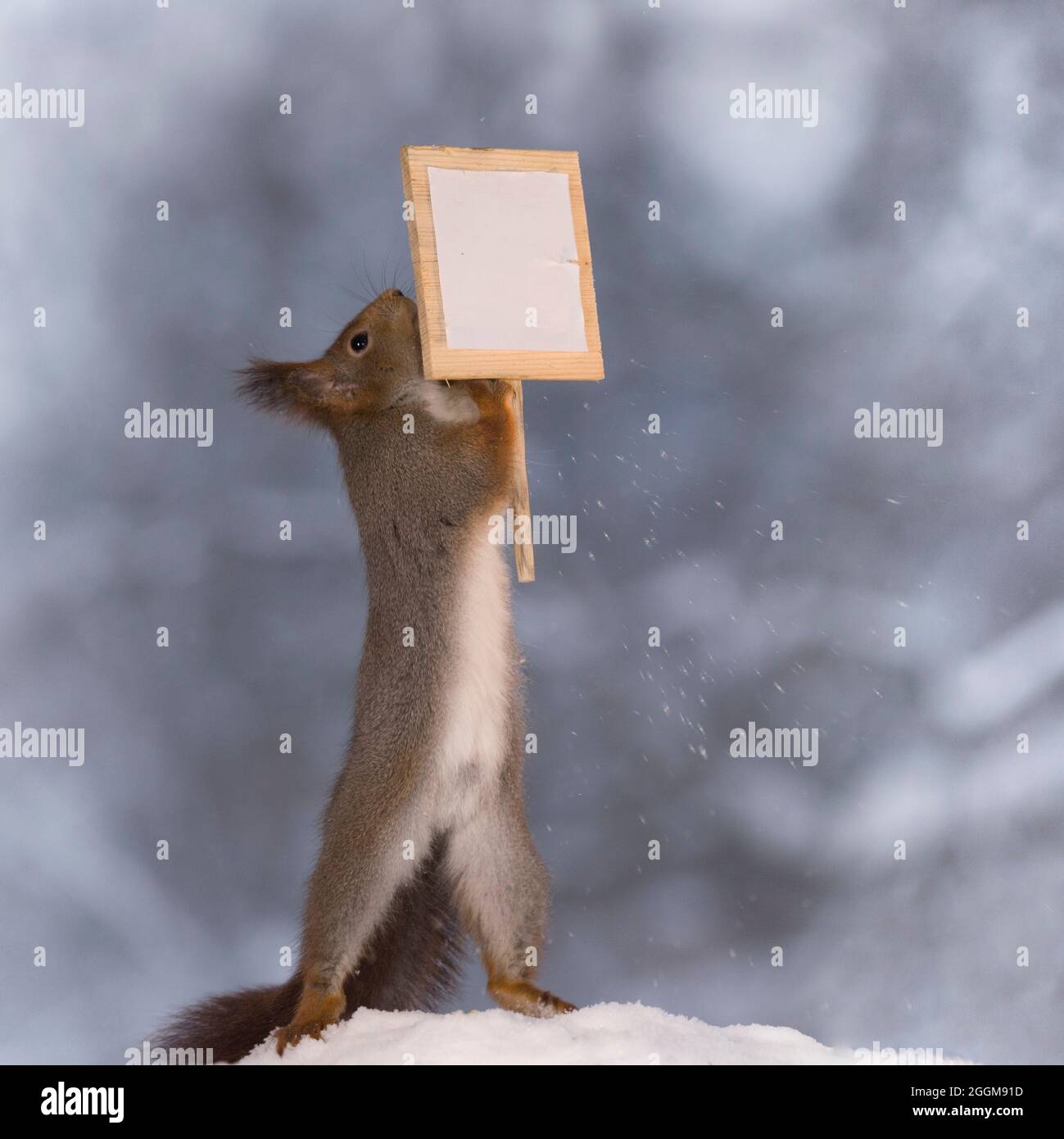 Squirrel warning hi-res stock photography and images - Alamy