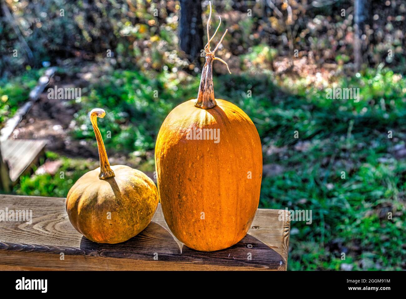 Wooden bench with pumpkins hi-res stock photography and images - Alamy