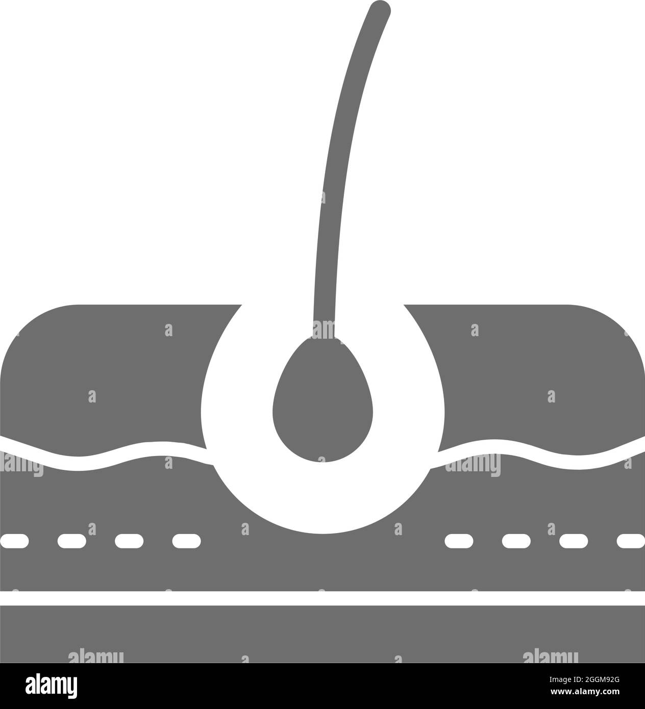Hair bulb, skin layers, follicle, epidermis grey icon Stock Vector ...