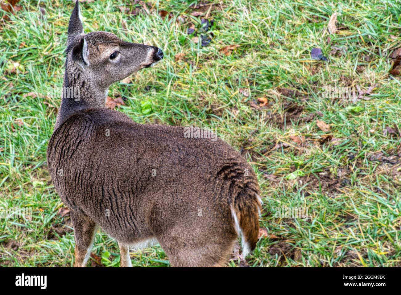 A White-tailed deer in its habitat at the Western North Carolina Nature ...
