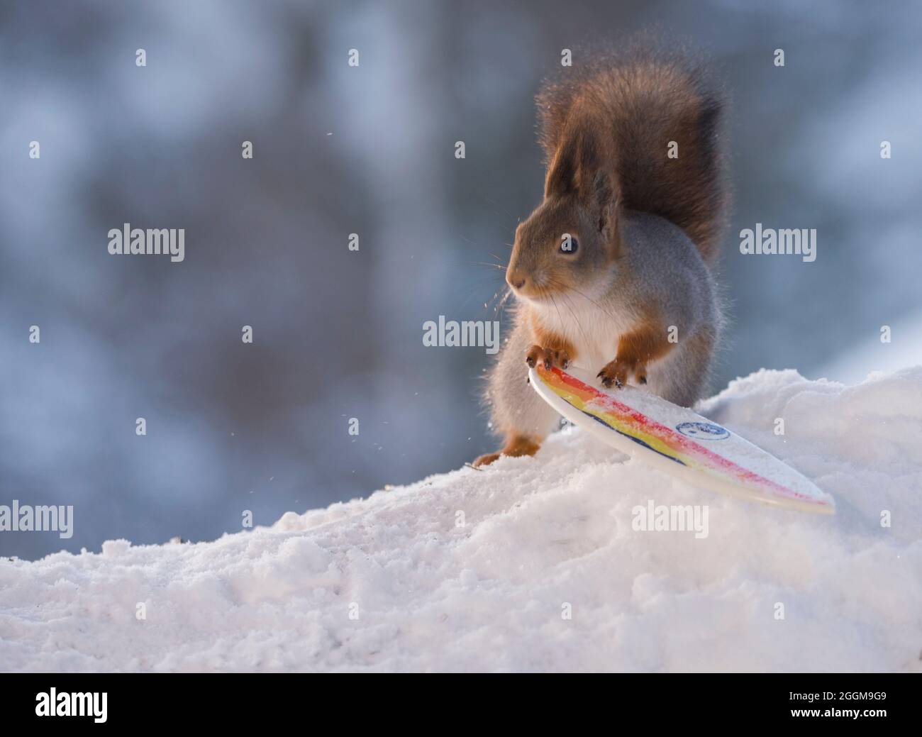 red squirrel holding an Surfboard Stock Photo - Alamy