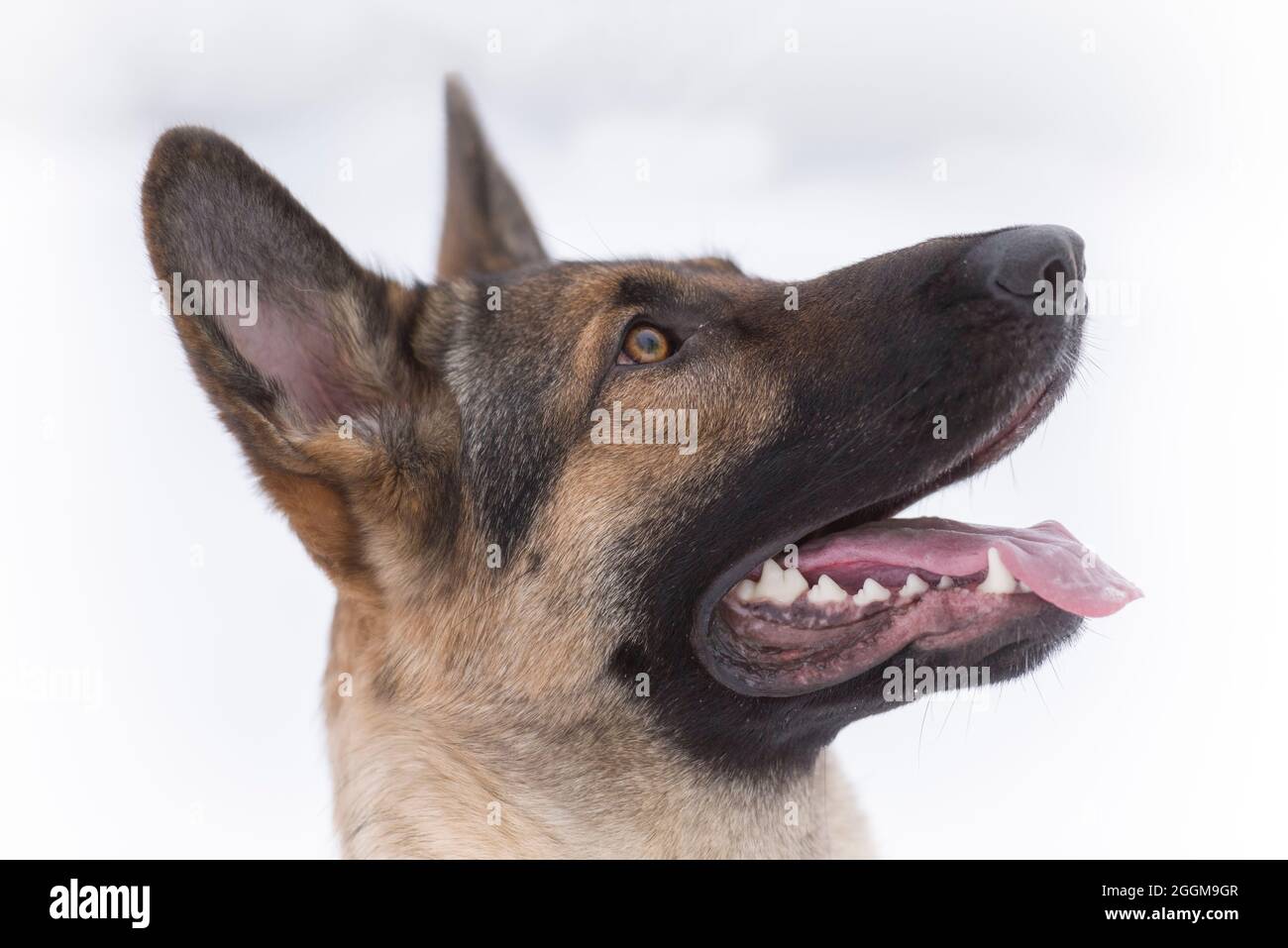 German Shepherd Head Profile