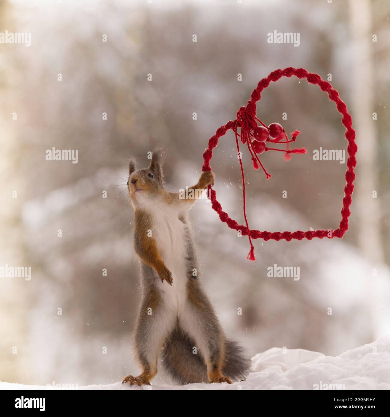 red squirrel is holding an red heart Stock Photo - Alamy