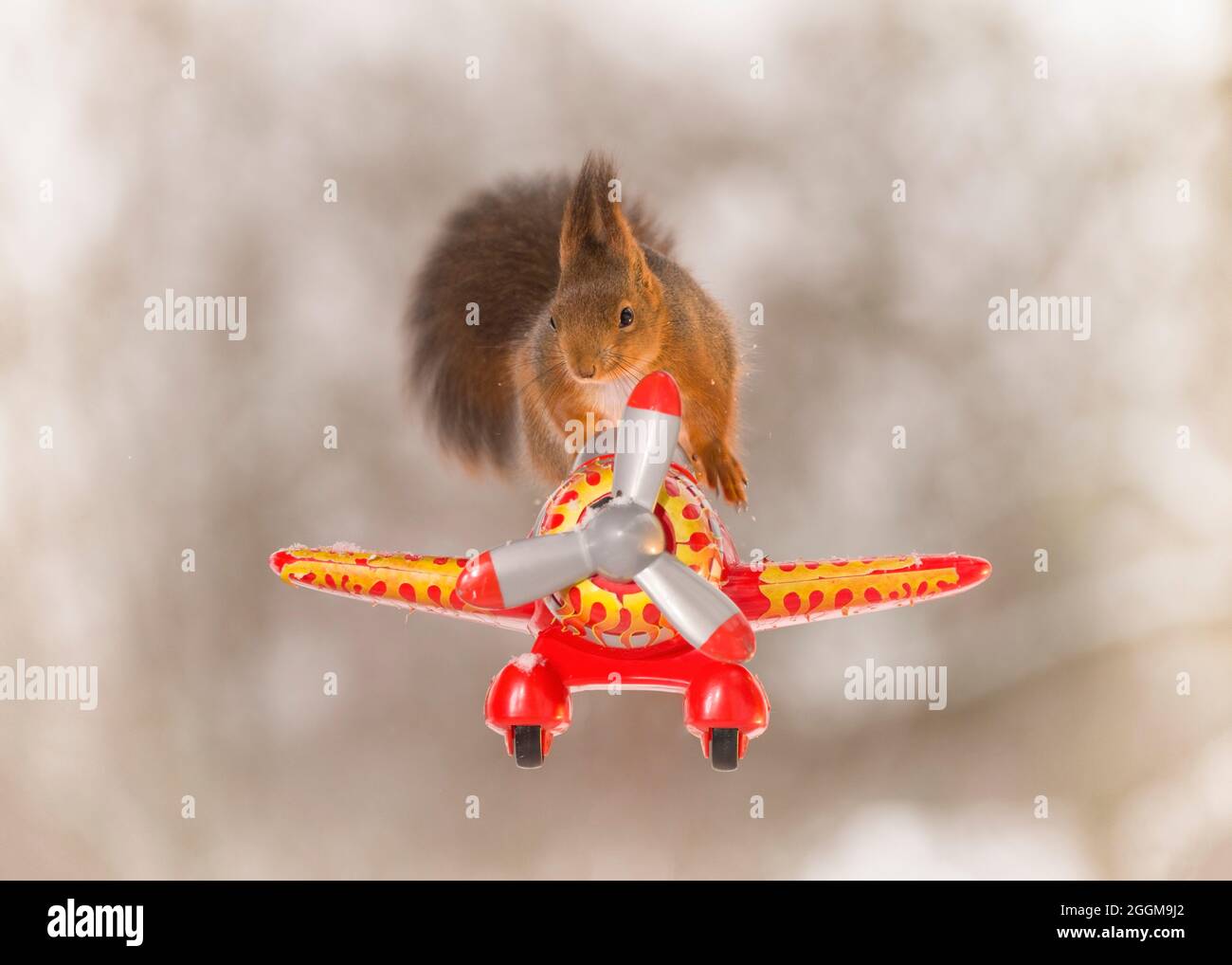 Red squirrel flying hi-res stock photography and images - Alamy