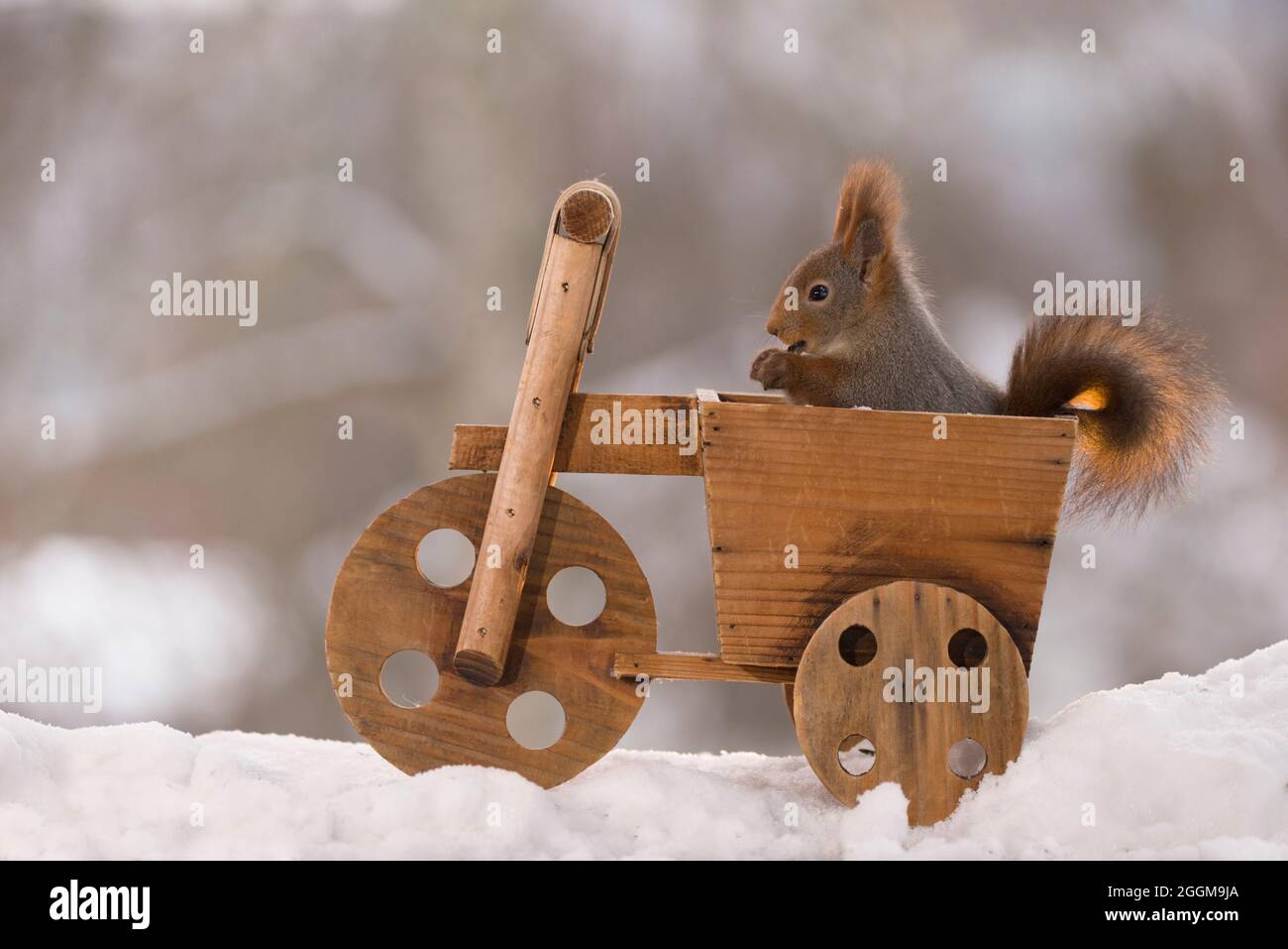 Red Squirrel Is Sitting On An Cycle High Resolution Stock Photography ...