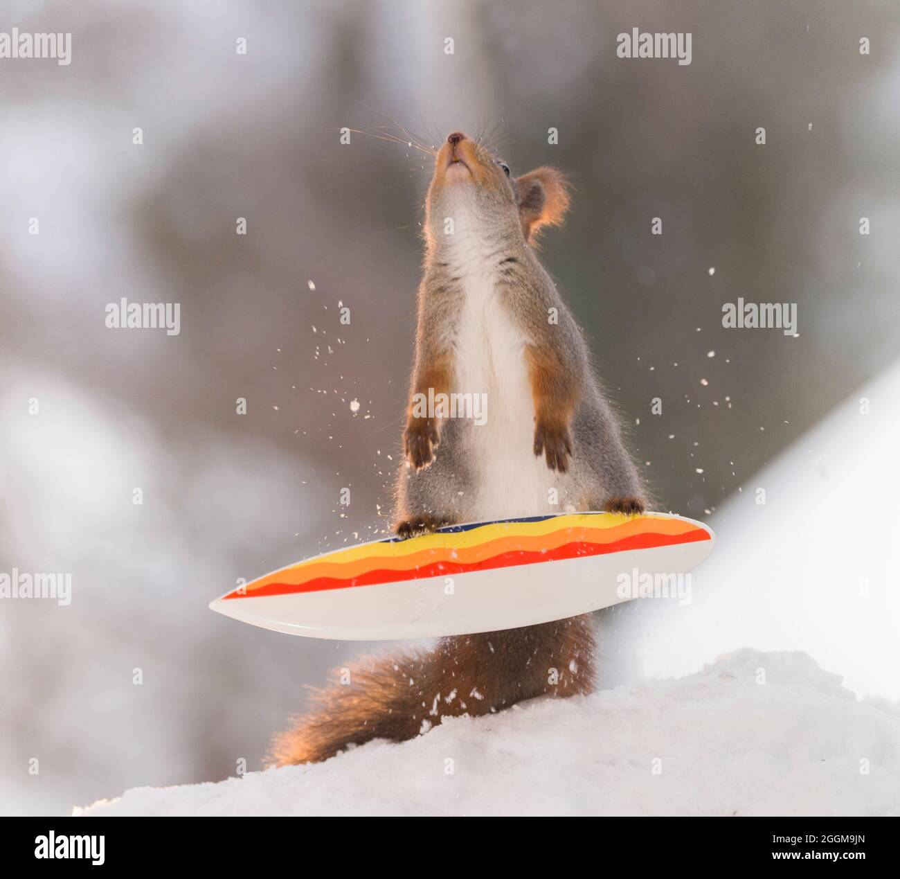red squirrel is balancing on a Surfboard Stock Photo - Alamy