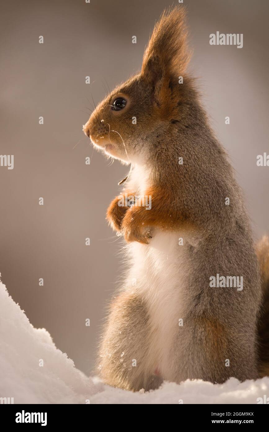 Standing red squirrel hi-res stock photography and images - Alamy