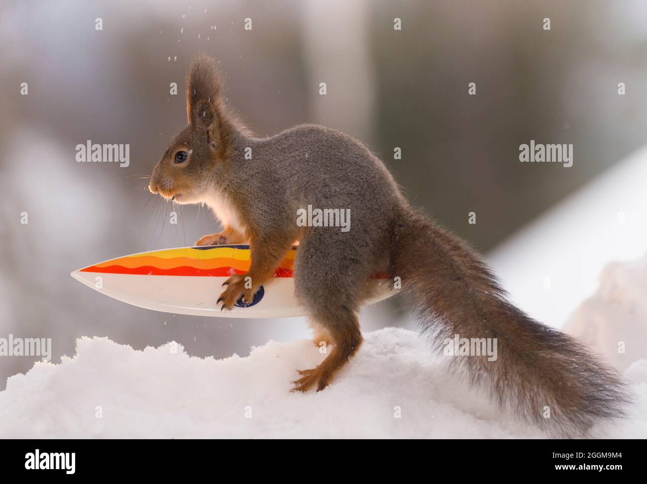 Holding her surfboard hi-res stock photography and images - Alamy