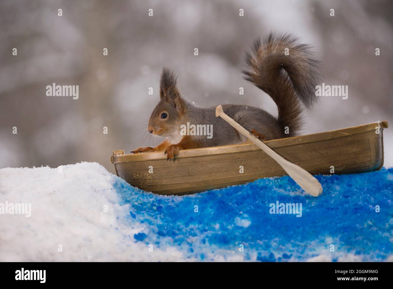 Red squirrel with a oar sitting in a rowing boat hi-res stock ...