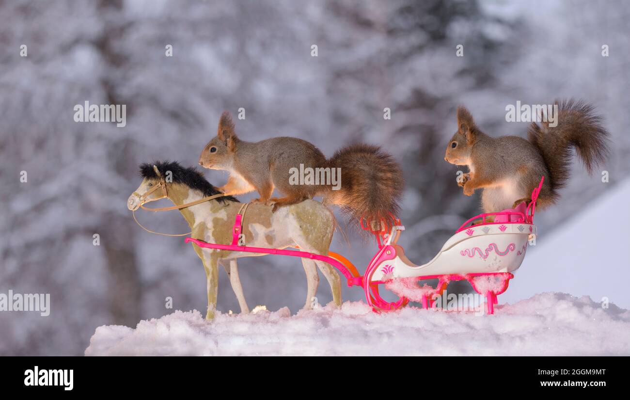 Red squirrels with horse hi-res stock photography and images - Alamy