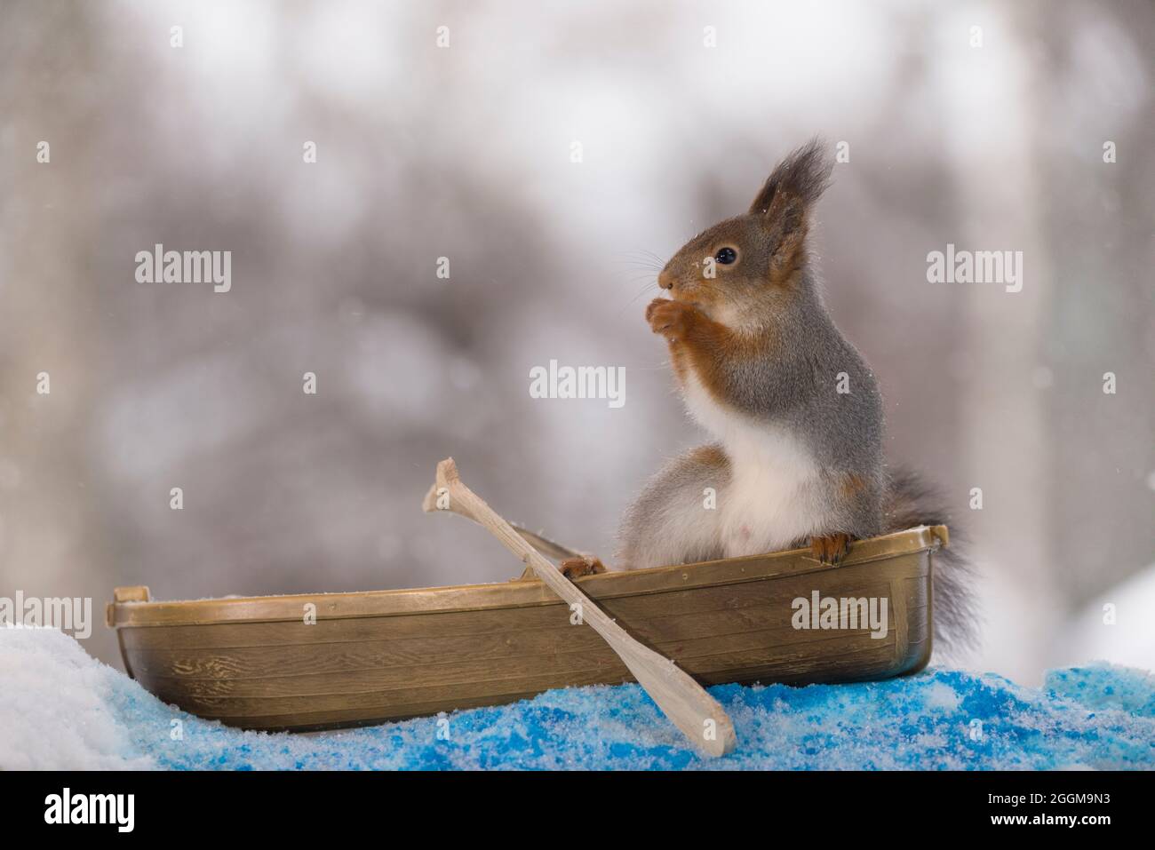 Rowing standing hi-res stock photography and images - Alamy