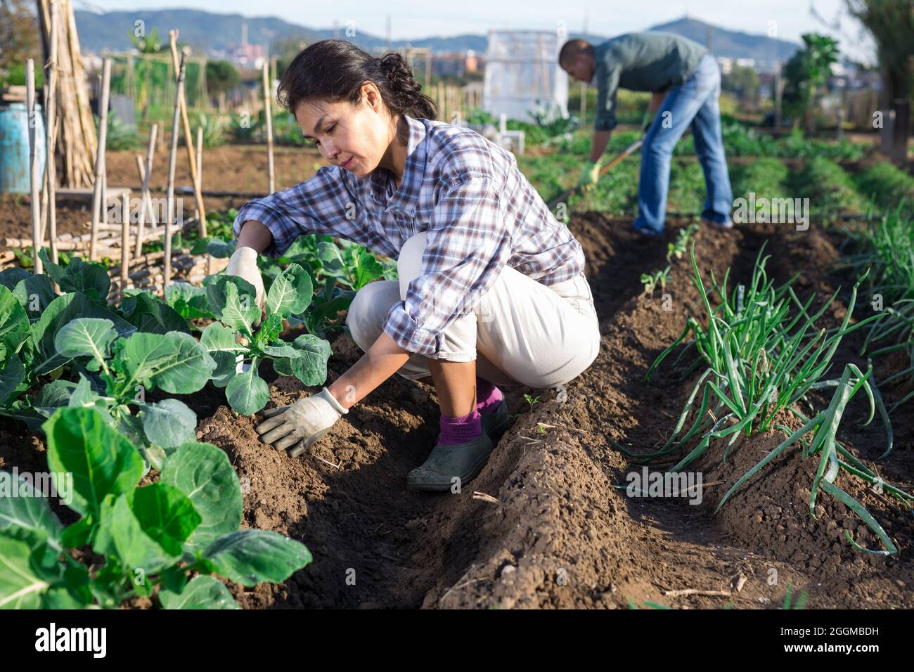Weed spudding hi-res stock photography and images - Alamy