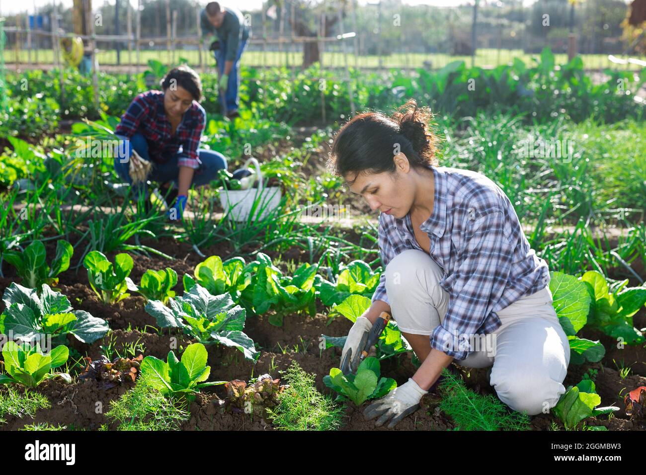 Female farm worker working hi-res stock photography and images - Alamy