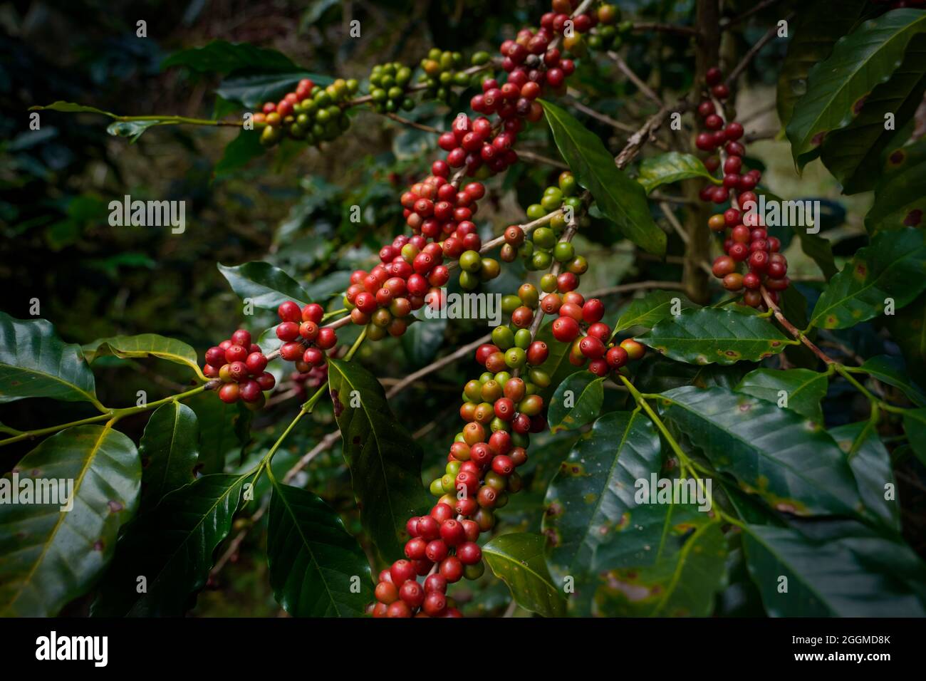 Raw or ripe red branch of Arabica and Robusta and organic coffee ...