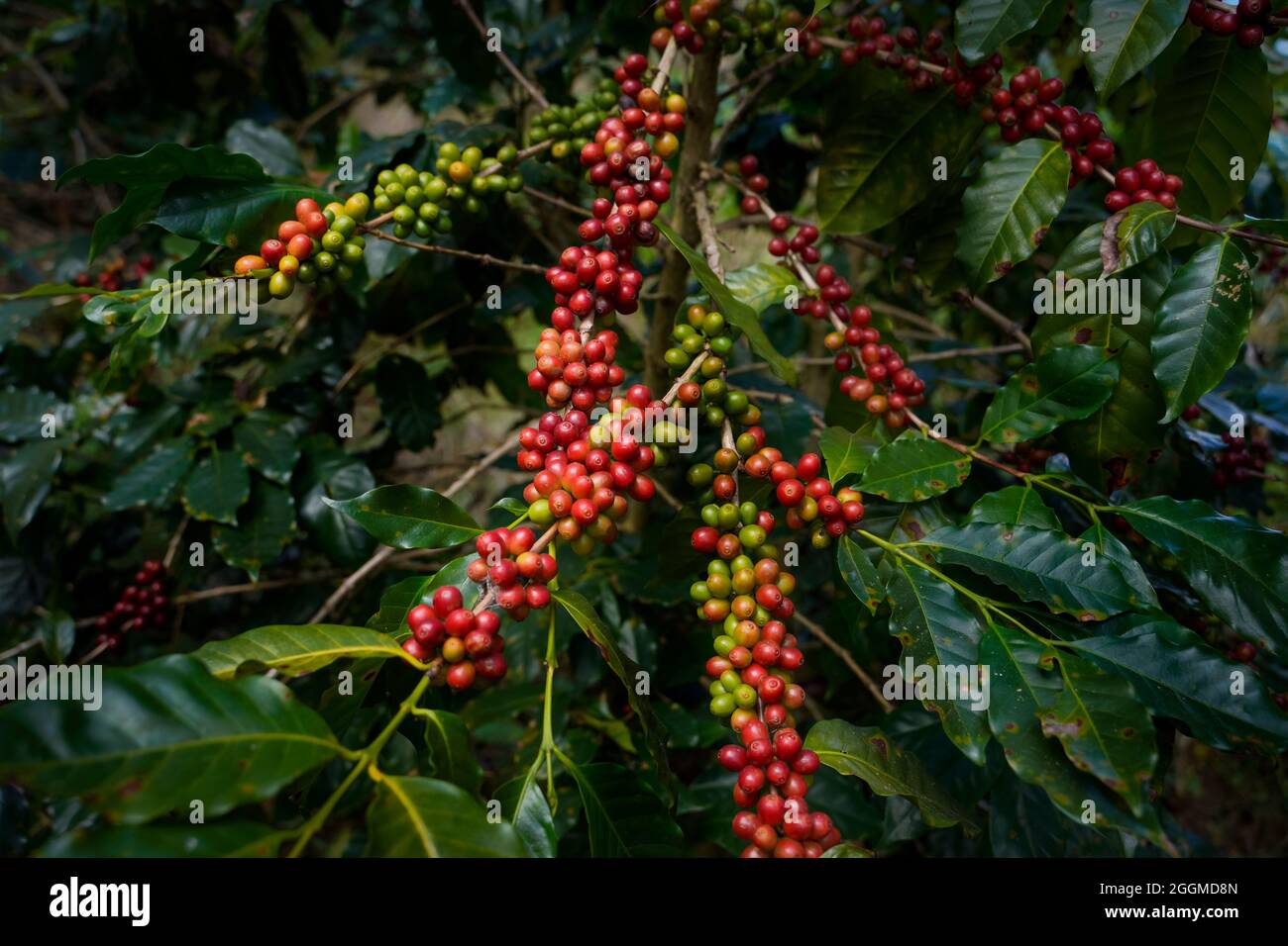 Raw or ripe red branch of Arabica and Robusta and organic coffee ...