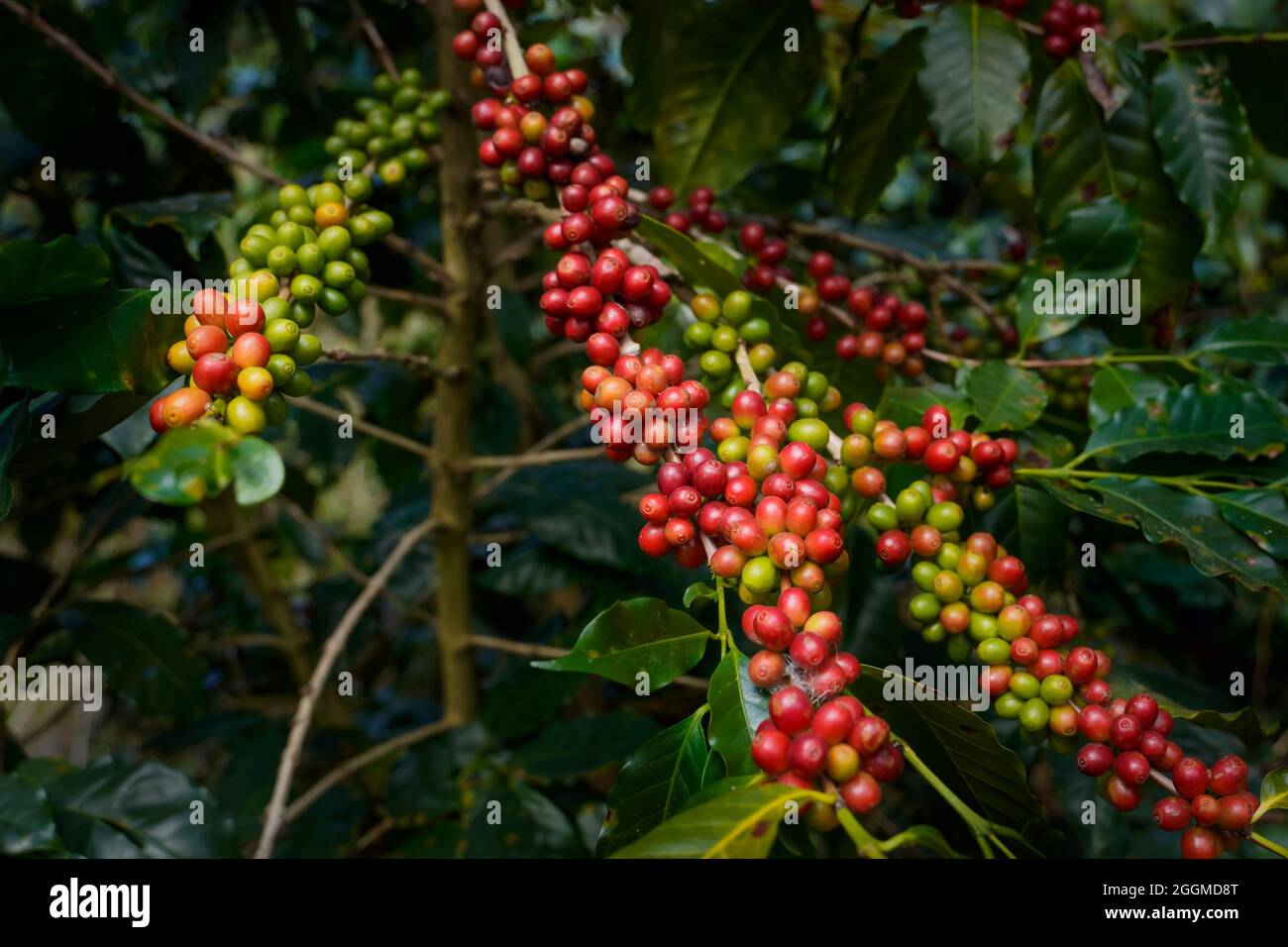 Raw or ripe red branch of Arabica and Robusta and organic coffee ...