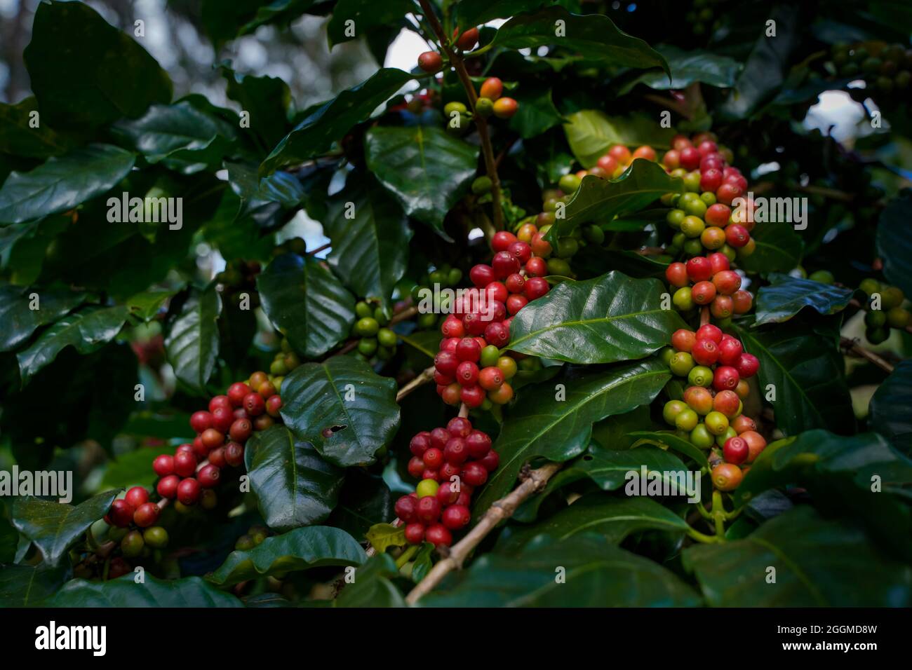 Raw or ripe red branch of Arabica and Robusta and organic coffee ...