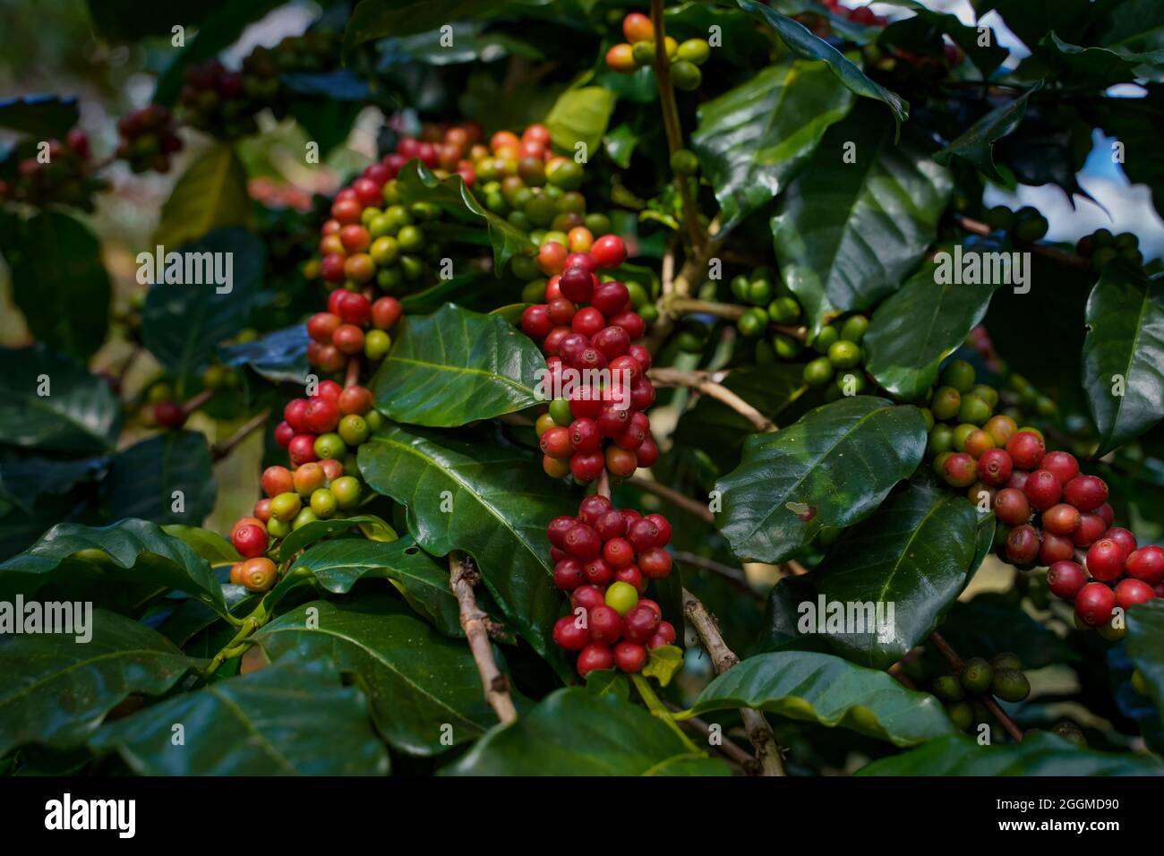 Raw or ripe red branch of Arabica and Robusta and organic coffee ...