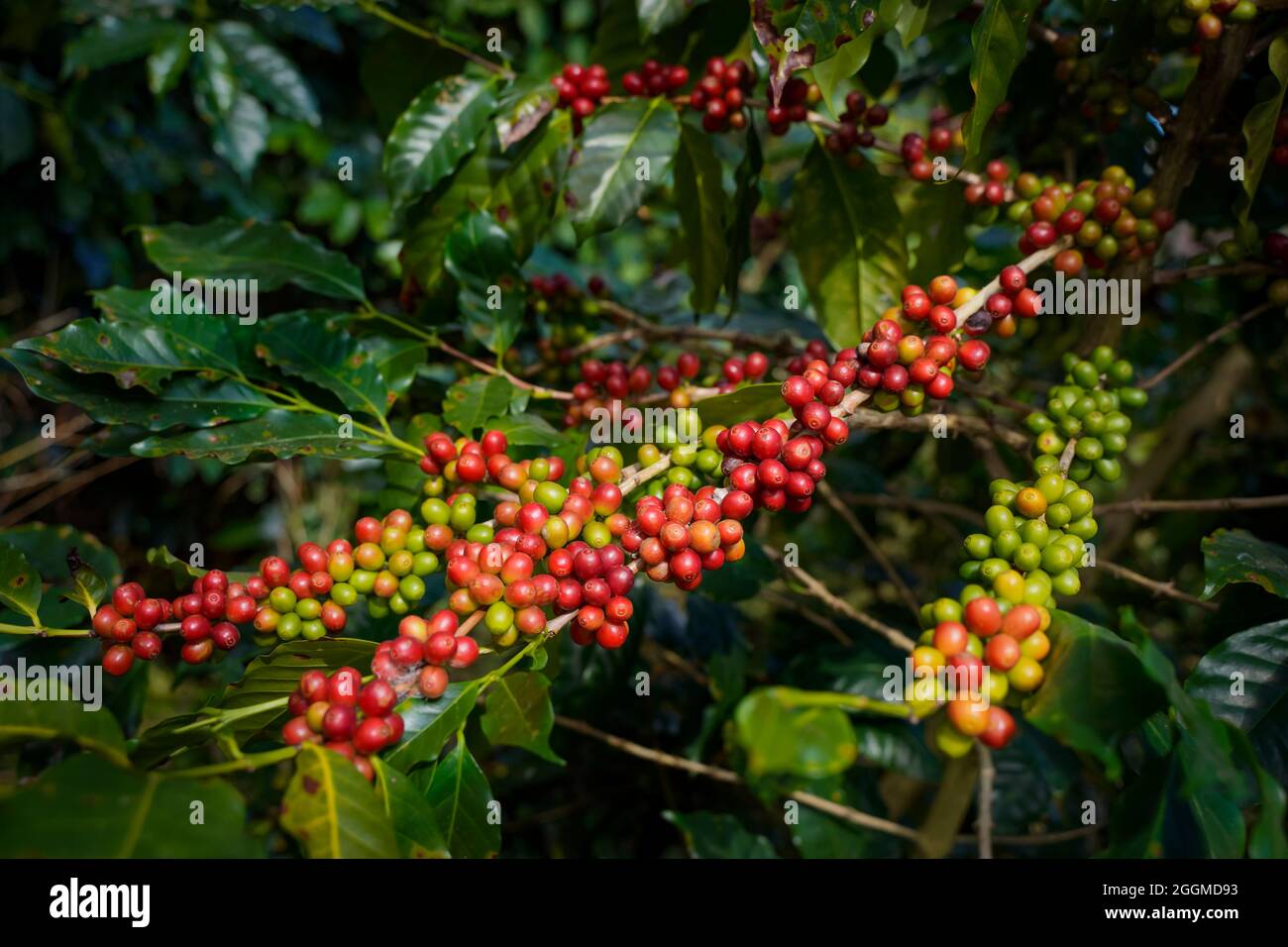 Raw or ripe red branch of Arabica and Robusta and organic coffee ...
