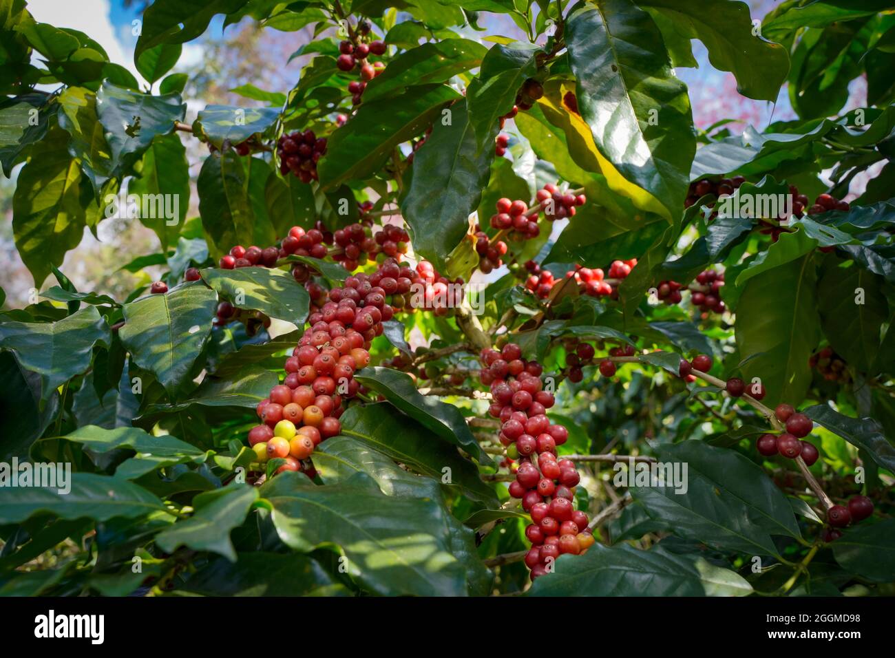 Raw or ripe red branch of Arabica and Robusta and organic coffee ...
